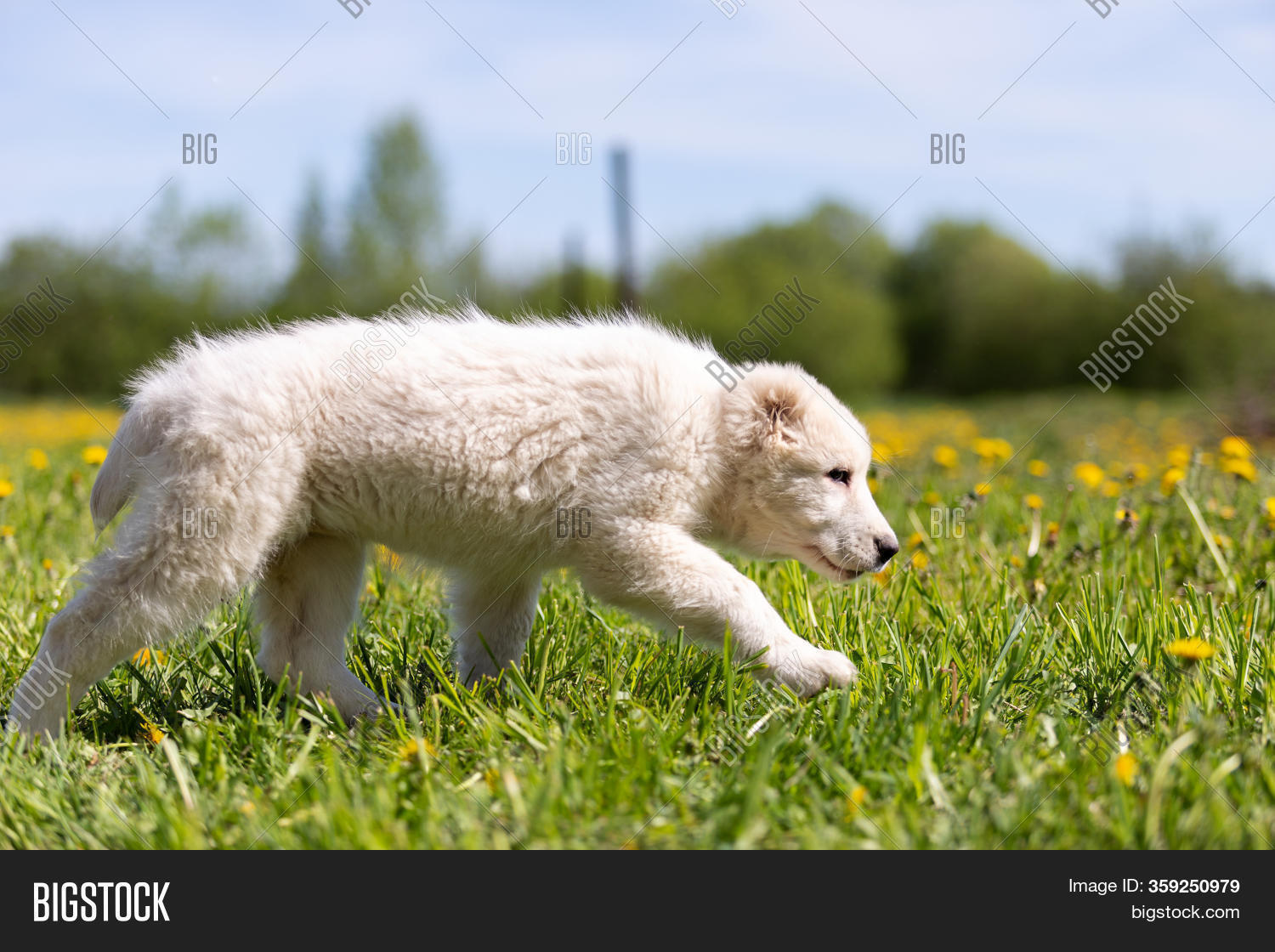 Puppy Shepard Walks Image & Photo (Free Trial) | Bigstock