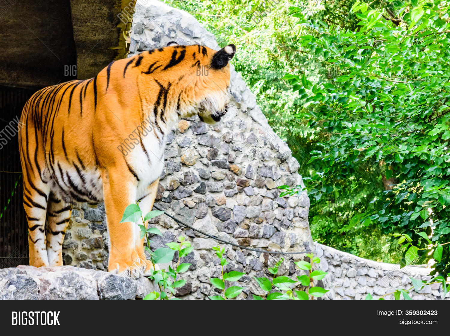 Big Striped Tiger ( Image & Photo (Free Trial) | Bigstock