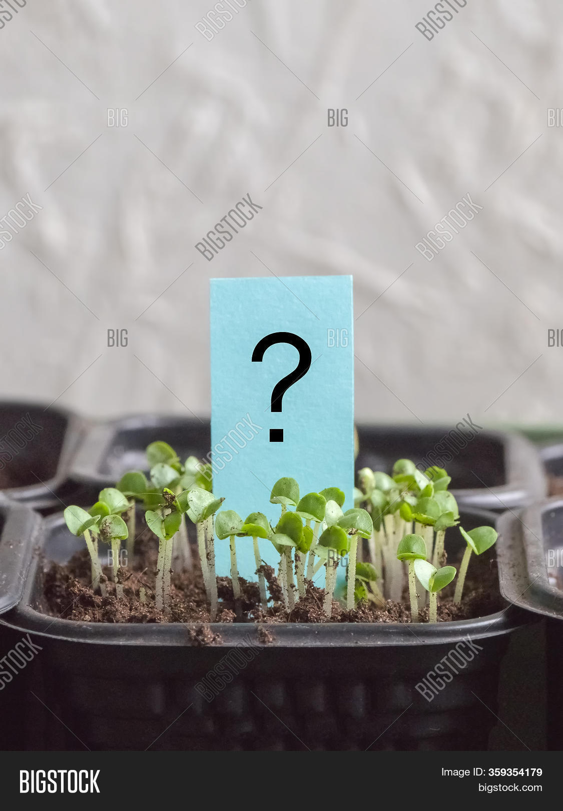Question Mark Plant. Image & Photo (Free Trial) | Bigstock