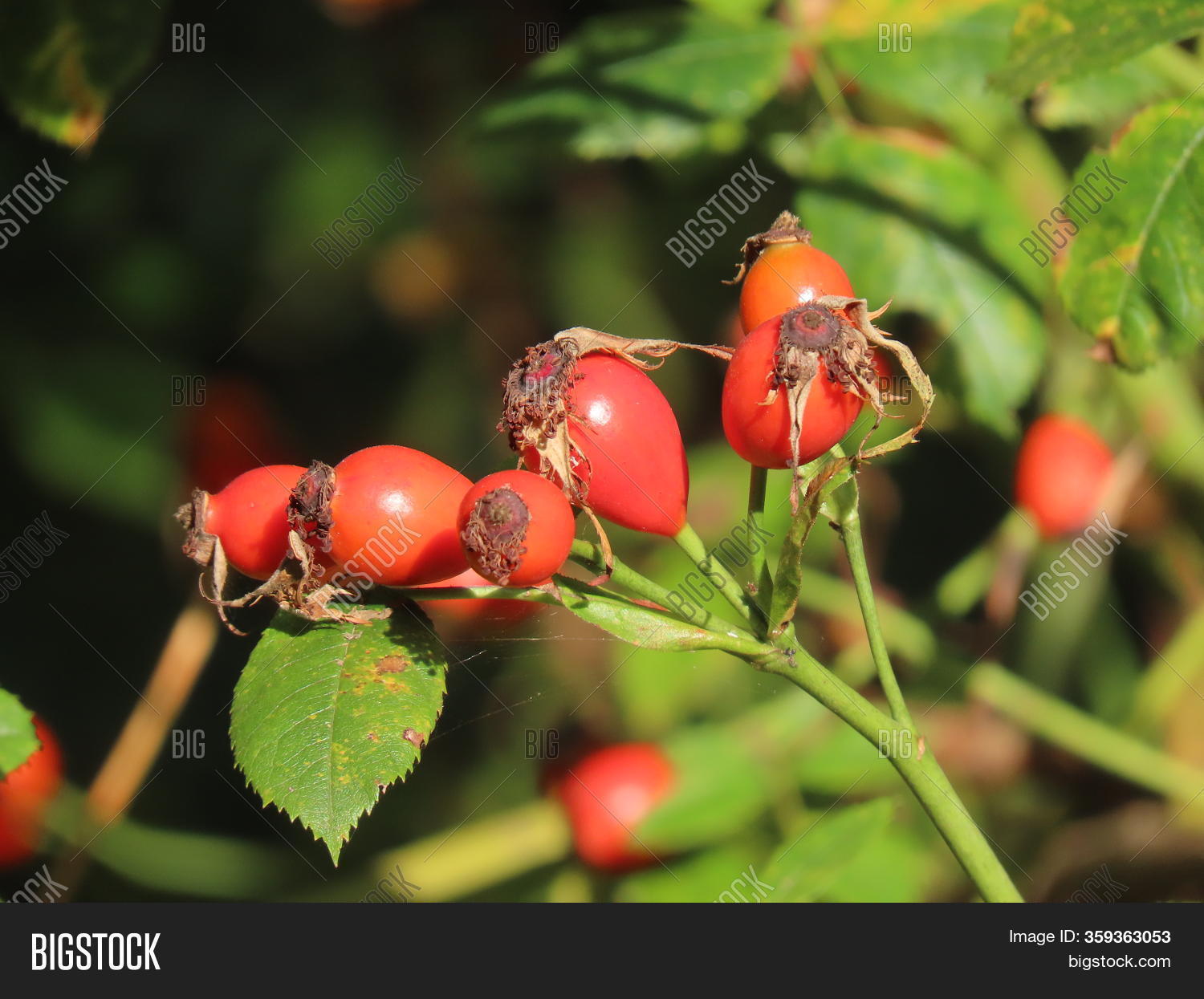 Rose Hips Wild Dog Image & Photo (Free Trial) | Bigstock