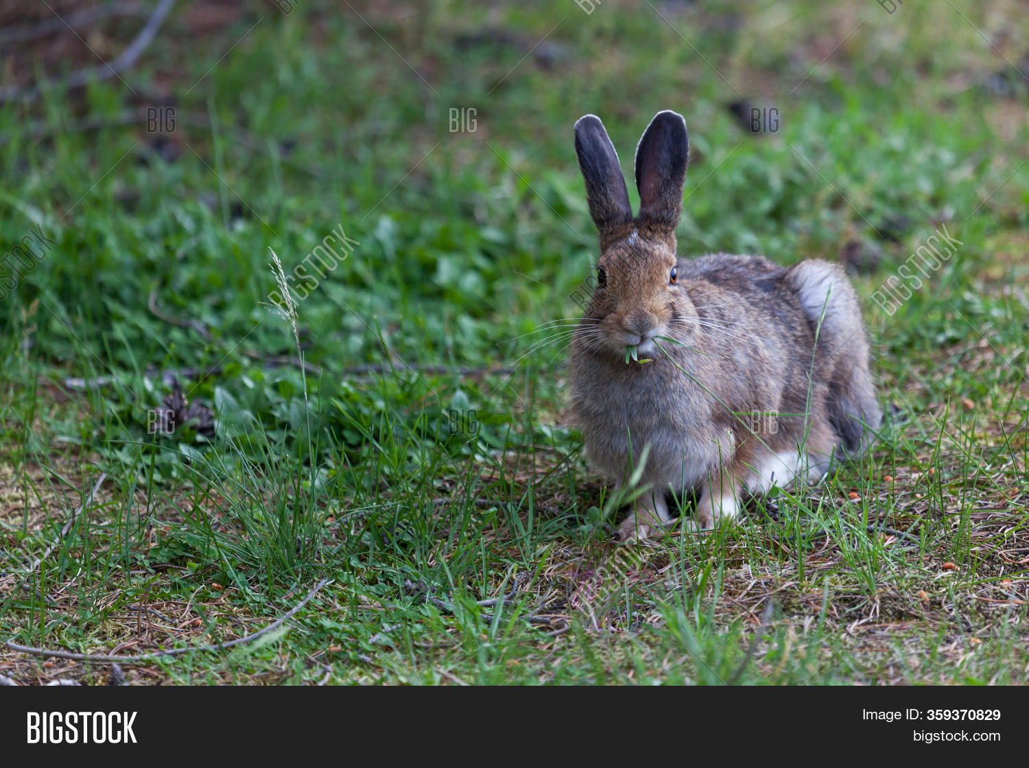 Cute Fuzzy Little Image & Photo (Free Trial) | Bigstock