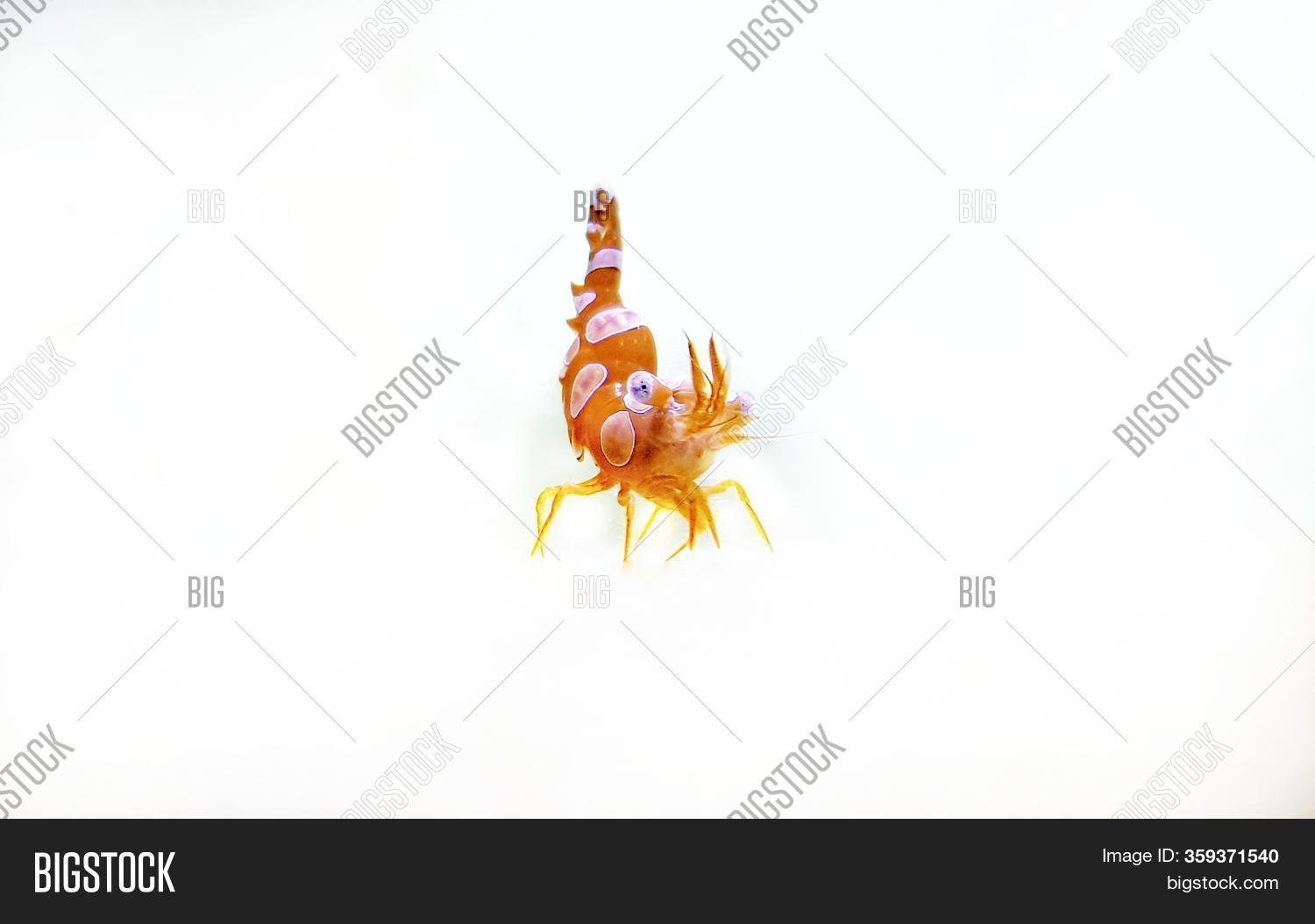 Sexy Dancing Shrimp - Image & Photo (Free Trial) | Bigstock