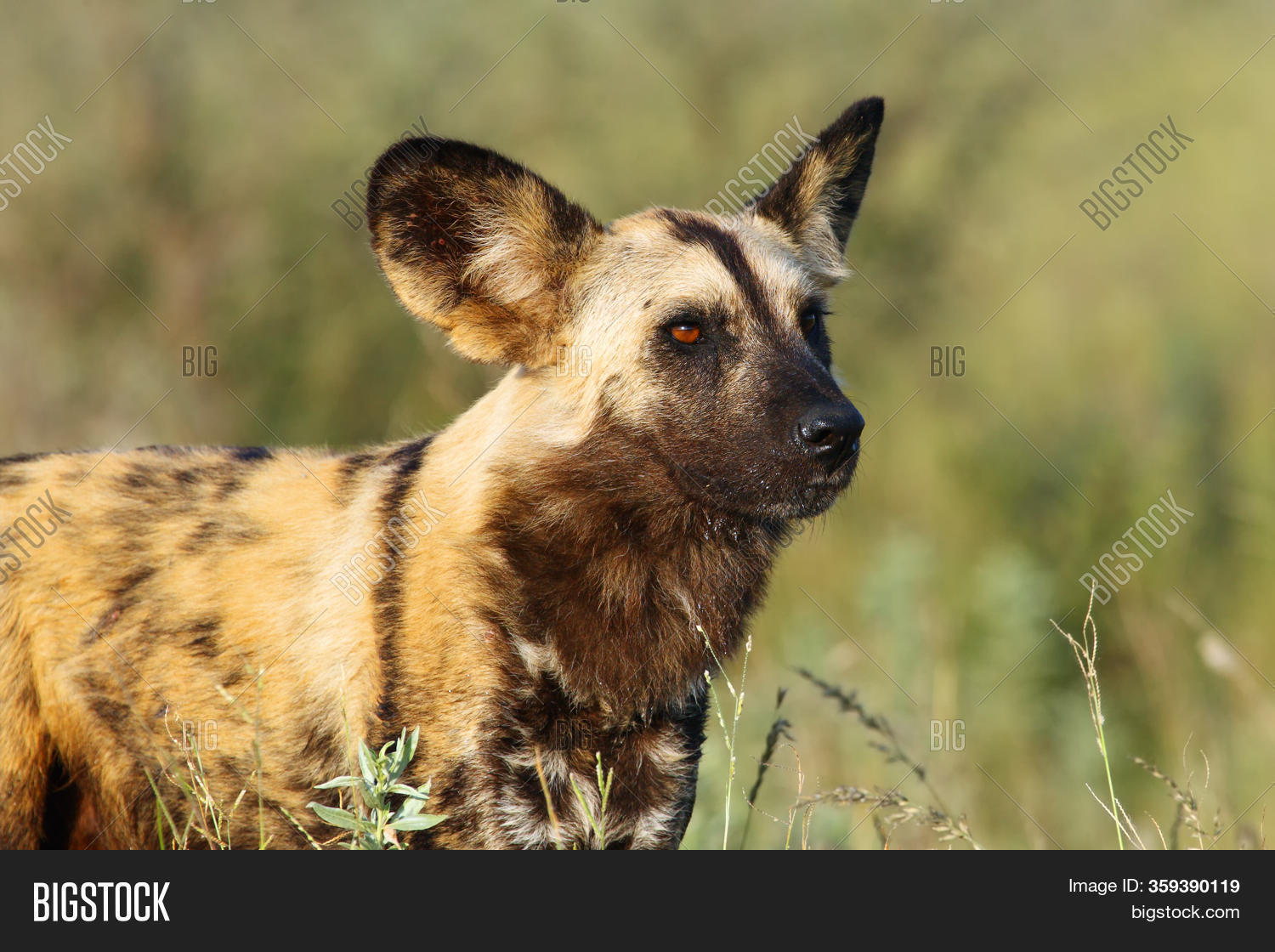 African Hunter Dog