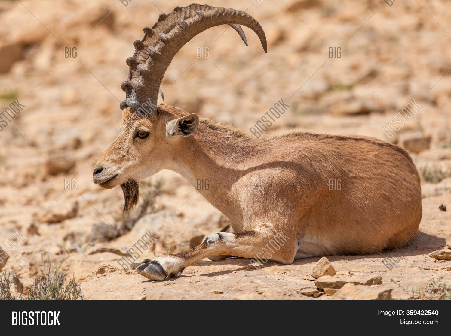 View Nubian Ibex Goat Image & Photo (Free Trial) | Bigstock