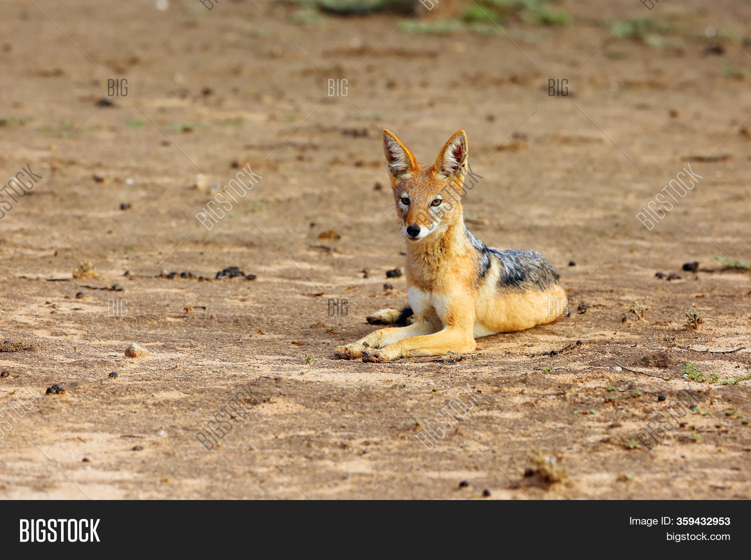 Black-backed Jackal ( Image & Photo (Free Trial) | Bigstock