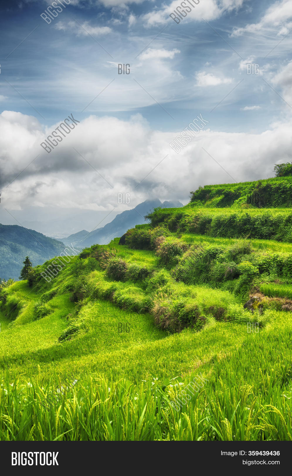 Yunhe Cloud Rice Image & Photo (Free Trial) | Bigstock