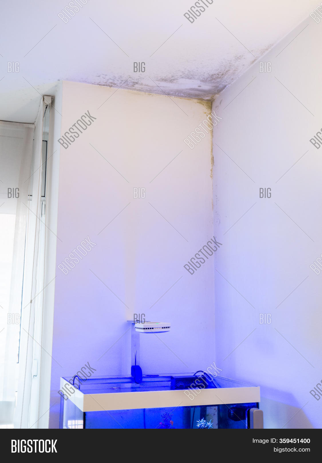 Moisture Stains Fungus Image & Photo (Free Trial) | Bigstock