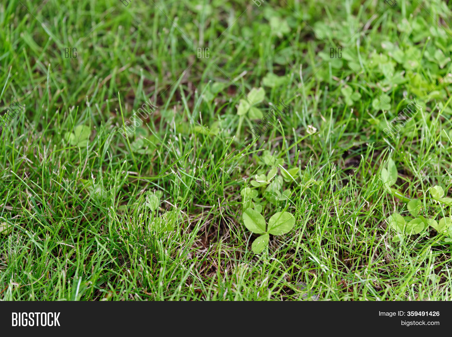 Cloverleaf Plant Green Image & Photo (Free Trial) | Bigstock