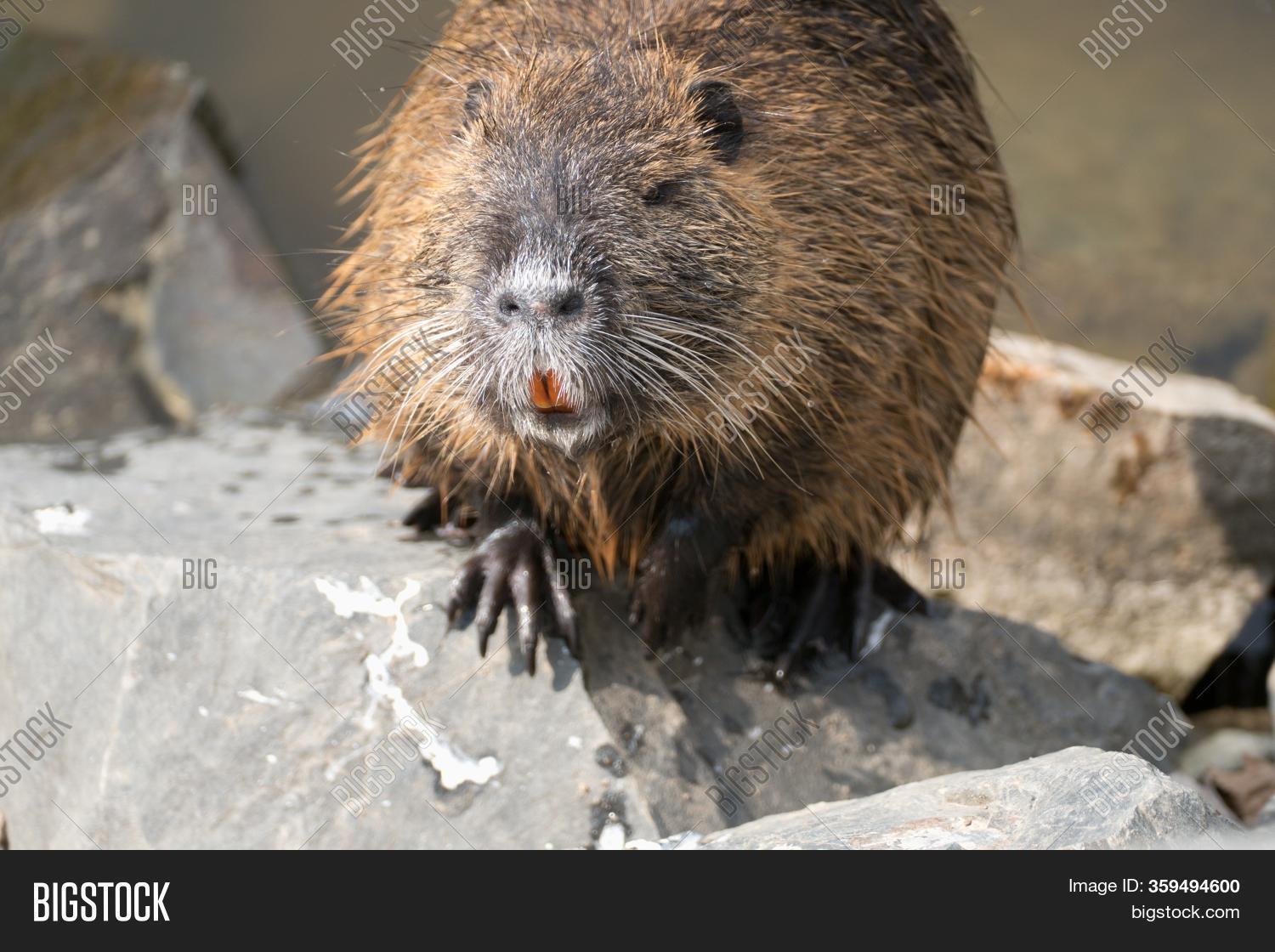 Nutria Farm On River Image & Photo (Free Trial) | Bigstock
