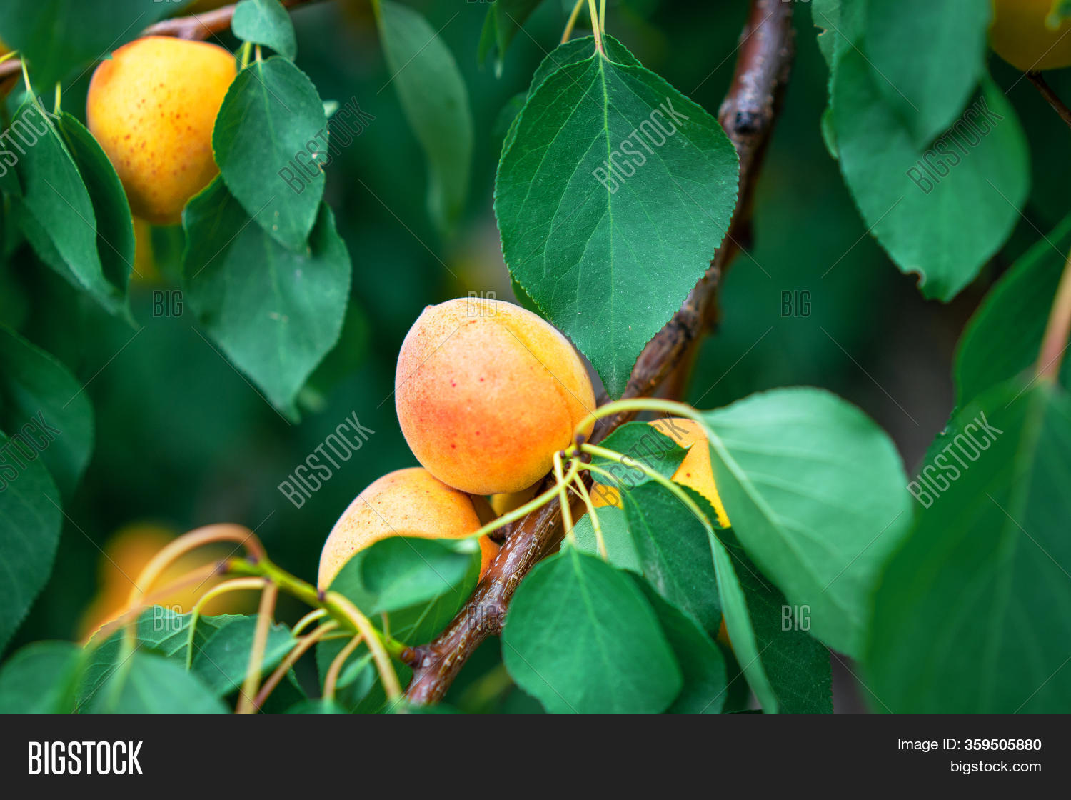 Bright Apricot Fruits Image & Photo (Free Trial) | Bigstock