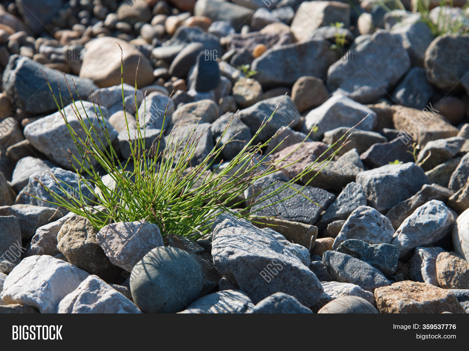 Green Plant Breaks Image & Photo (Free Trial) | Bigstock