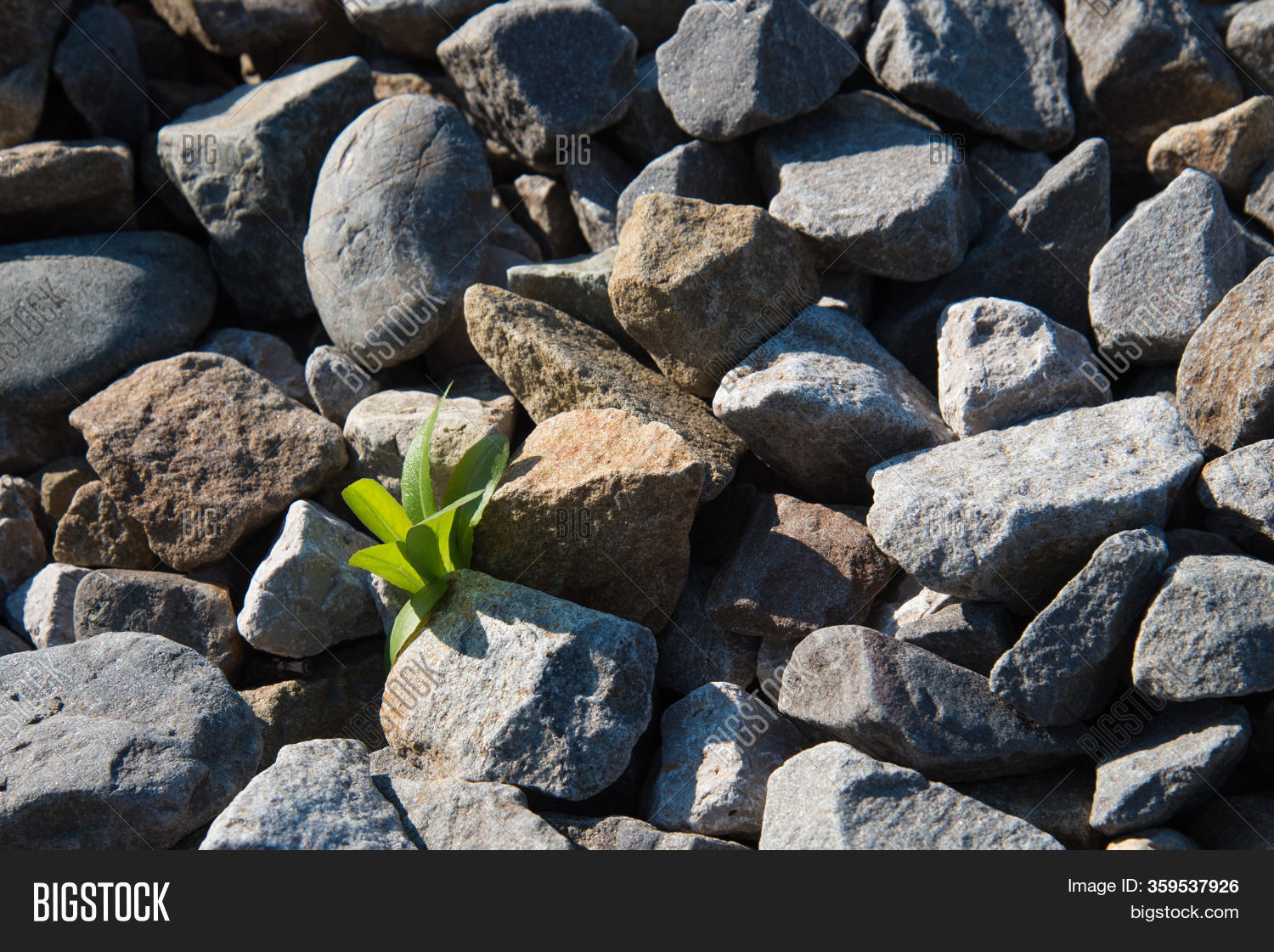 Green Plant Breaks Image & Photo (Free Trial) | Bigstock