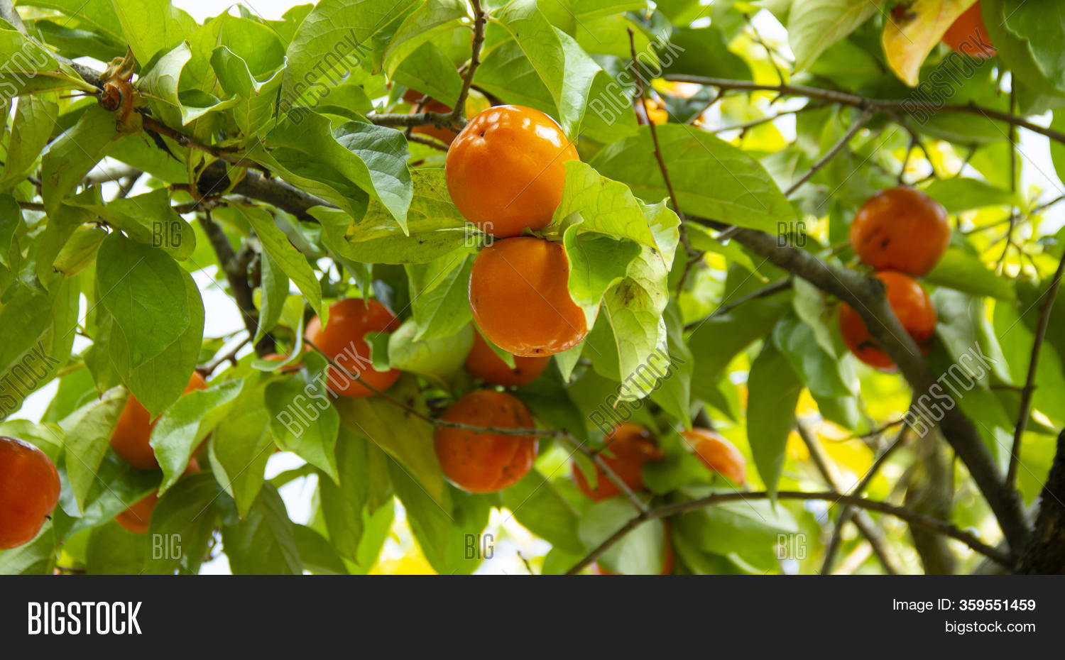 Persimmon Tree Image & Photo (Free Trial) | Bigstock