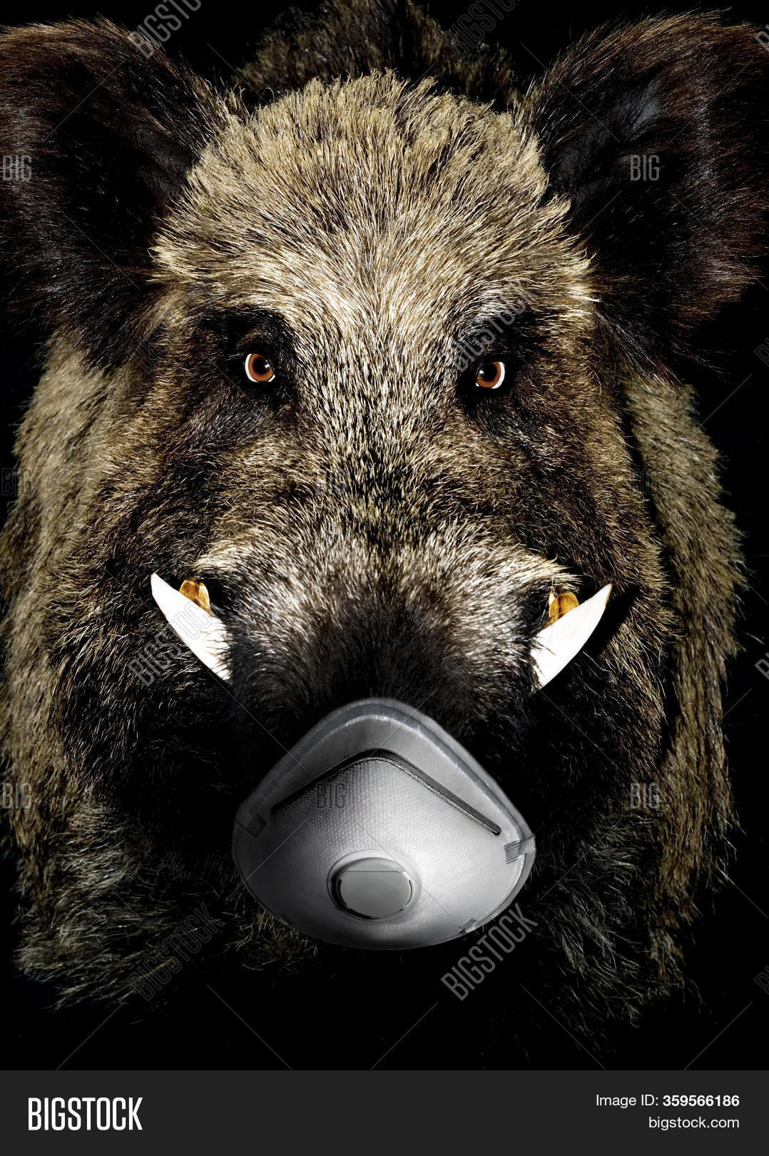 Medical Mask Wild Boar Image & Photo (Free Trial) | Bigstock