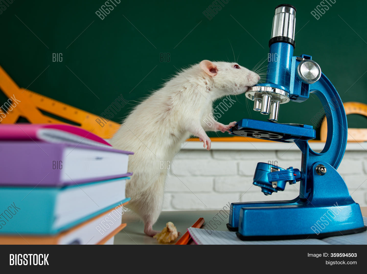 White Test Rat Sitting Image & Photo (Free Trial) | Bigstock