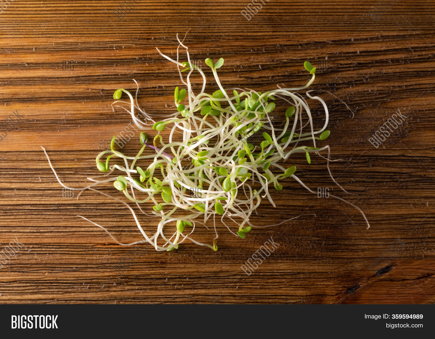 Red Clover Sprouts, Image & Photo (Free Trial) | Bigstock