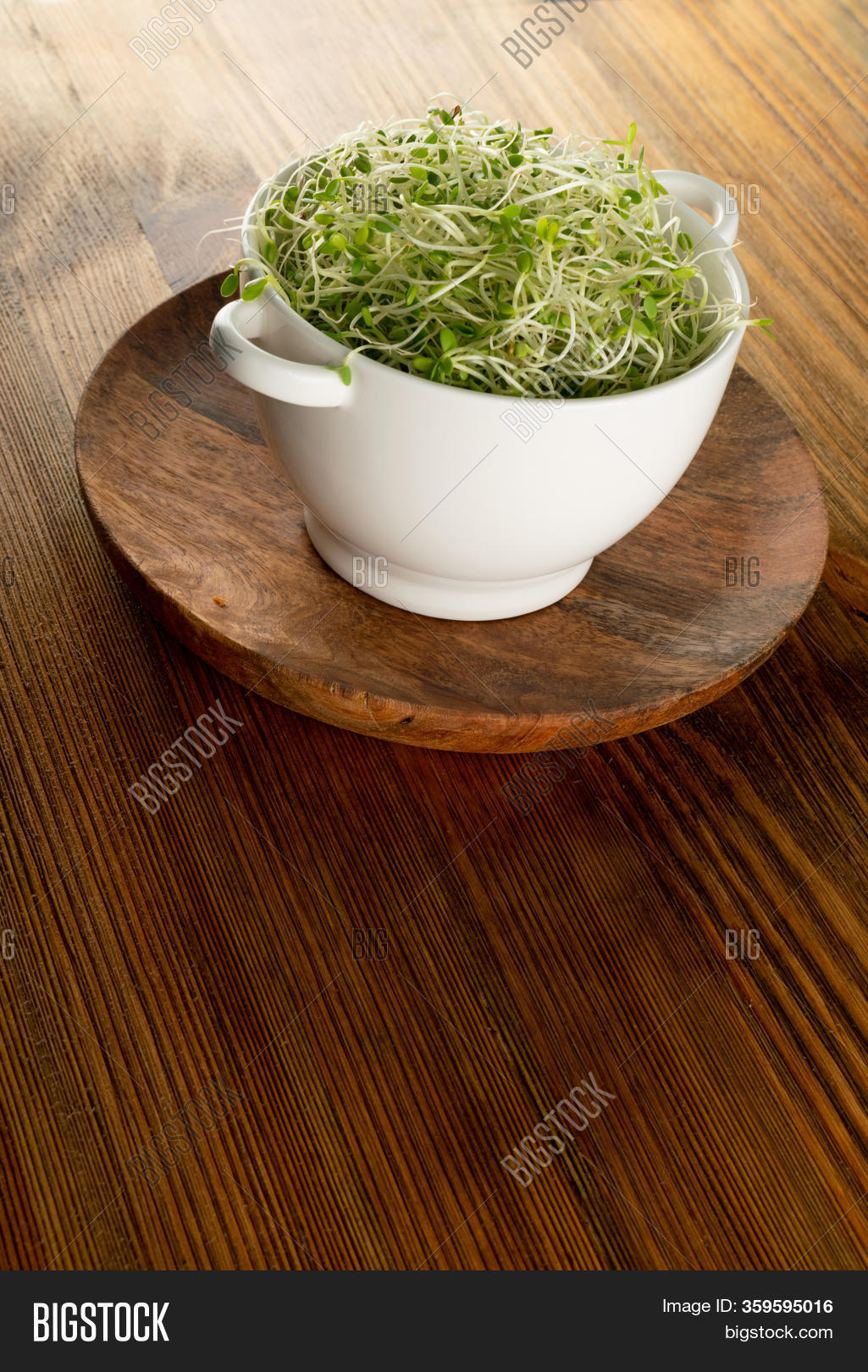 Red Clover Sprouts, Image & Photo (Free Trial) | Bigstock
