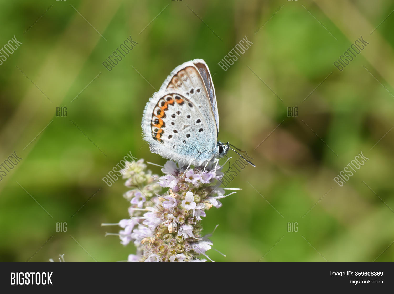 Silver-studded Blue Image & Photo (Free Trial) | Bigstock
