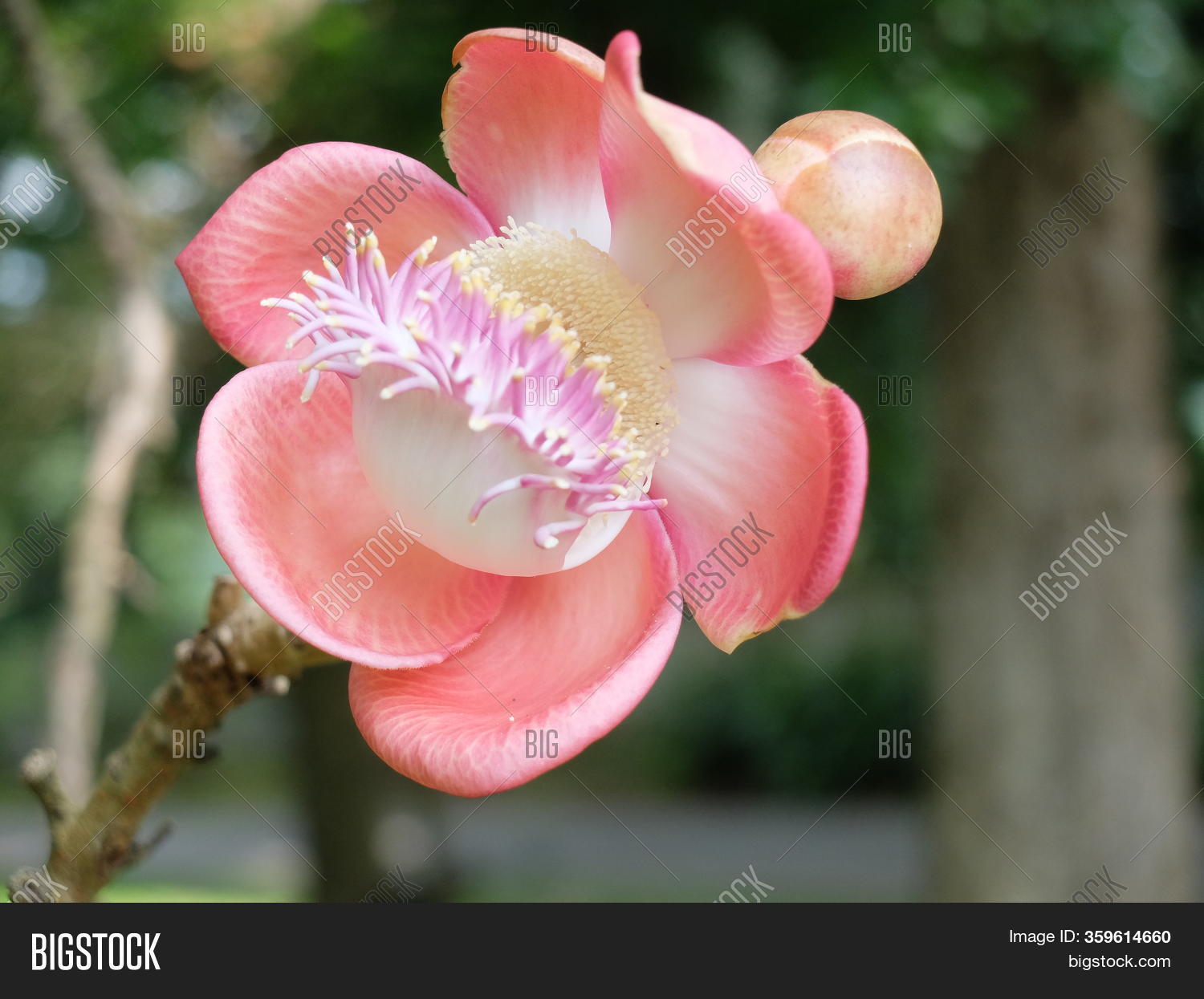 Shorea Robusta Image & Photo (Free Trial) | Bigstock