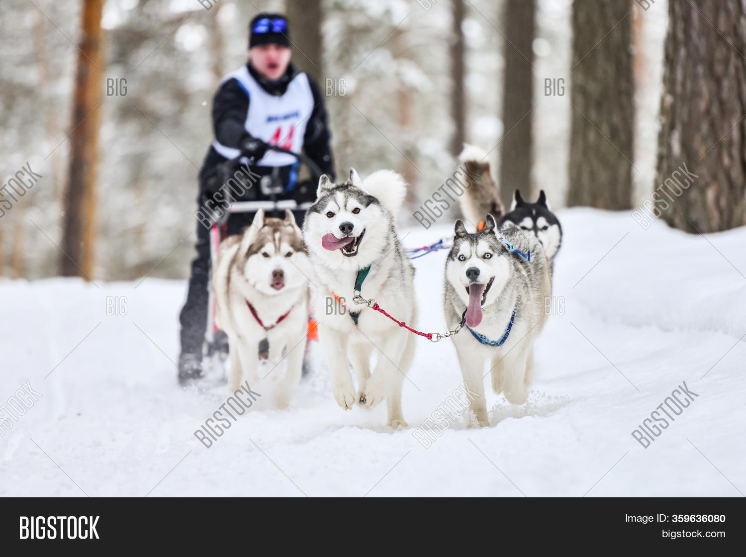 Sled Dog Racing. Husky Image & Photo (Free Trial) | Bigstock