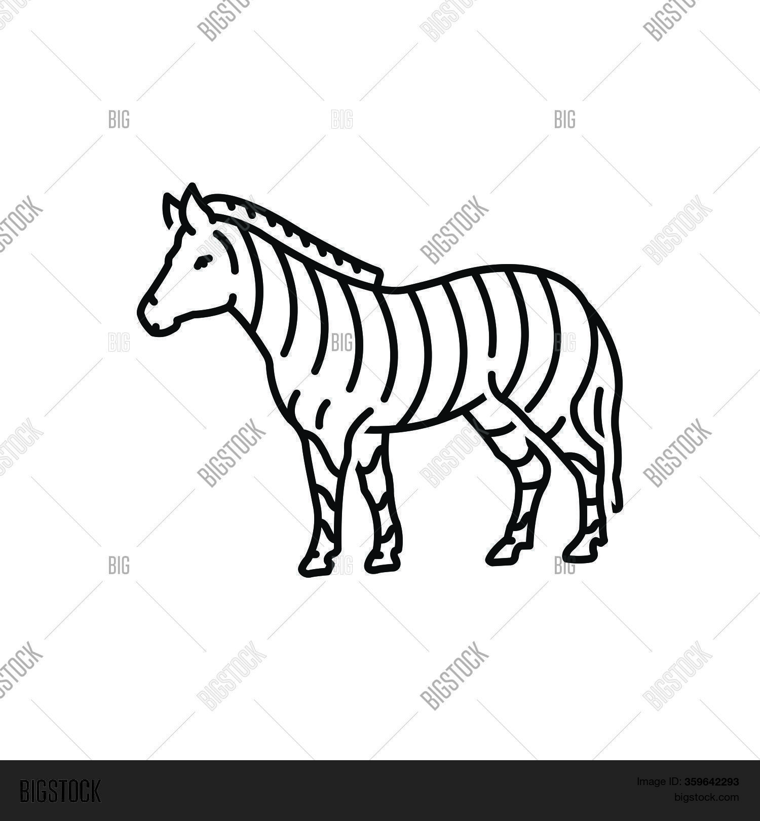 Black Line Icon Zebra Vector & Photo (Free Trial) | Bigstock