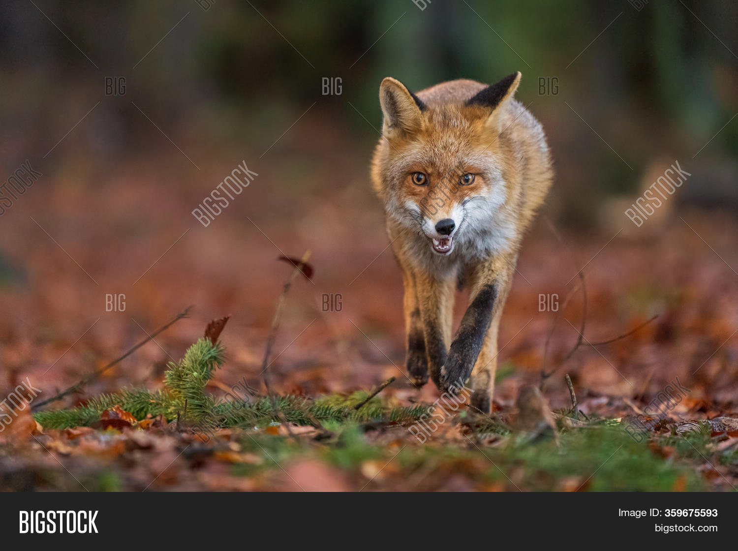 Red Fox Front Closeup Image & Photo (Free Trial) | Bigstock