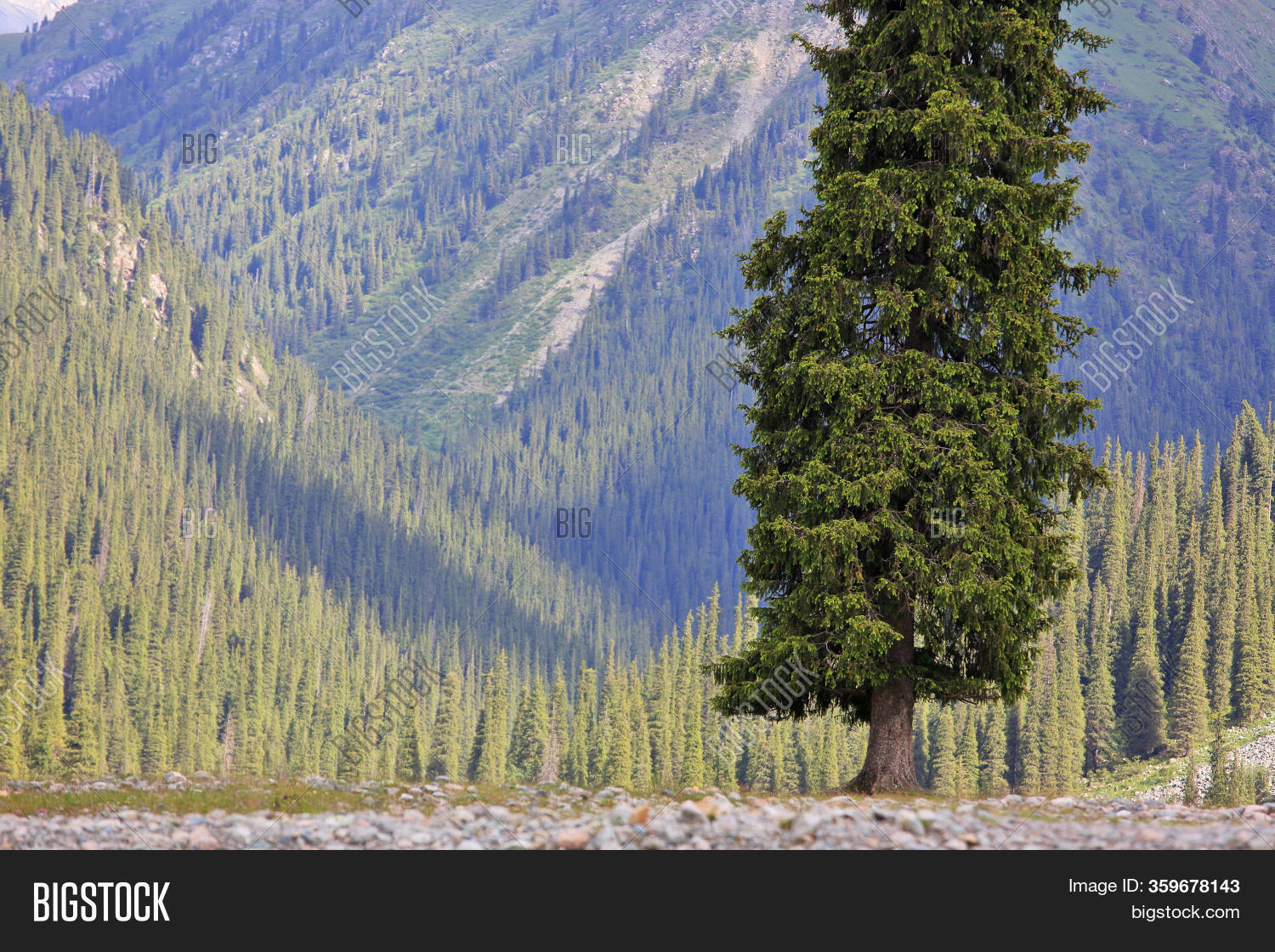 Fir Tree Forest Tian Image & Photo (Free Trial) | Bigstock