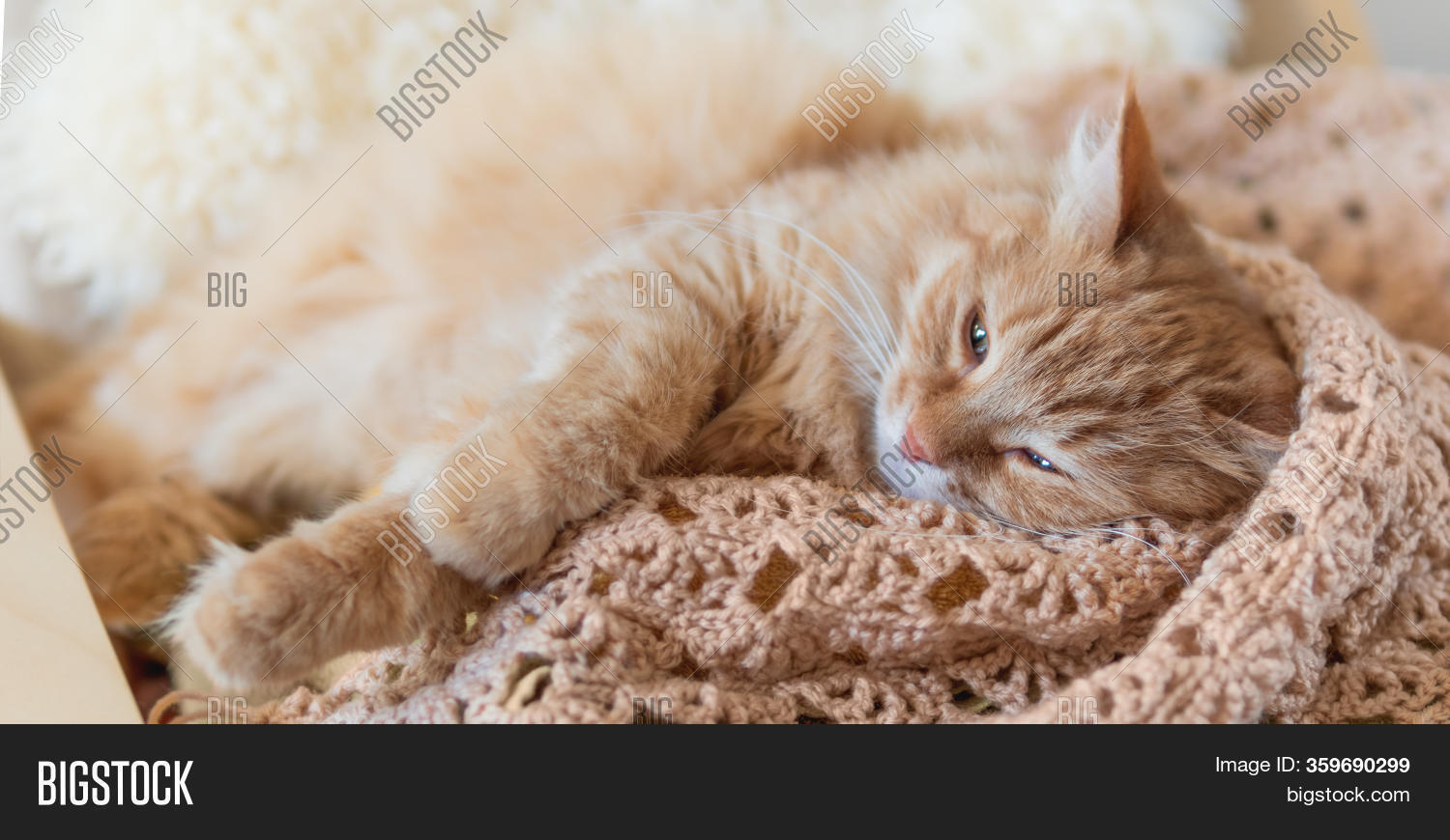 Cute Ginger Cat Image & Photo (Free Trial) | Bigstock