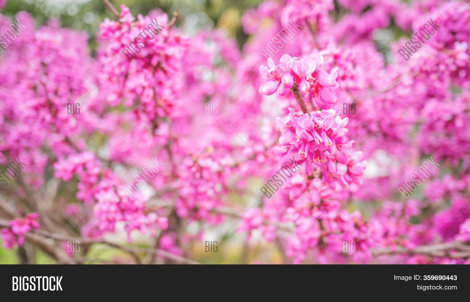 Blooming Cercis Image & Photo (Free Trial) | Bigstock