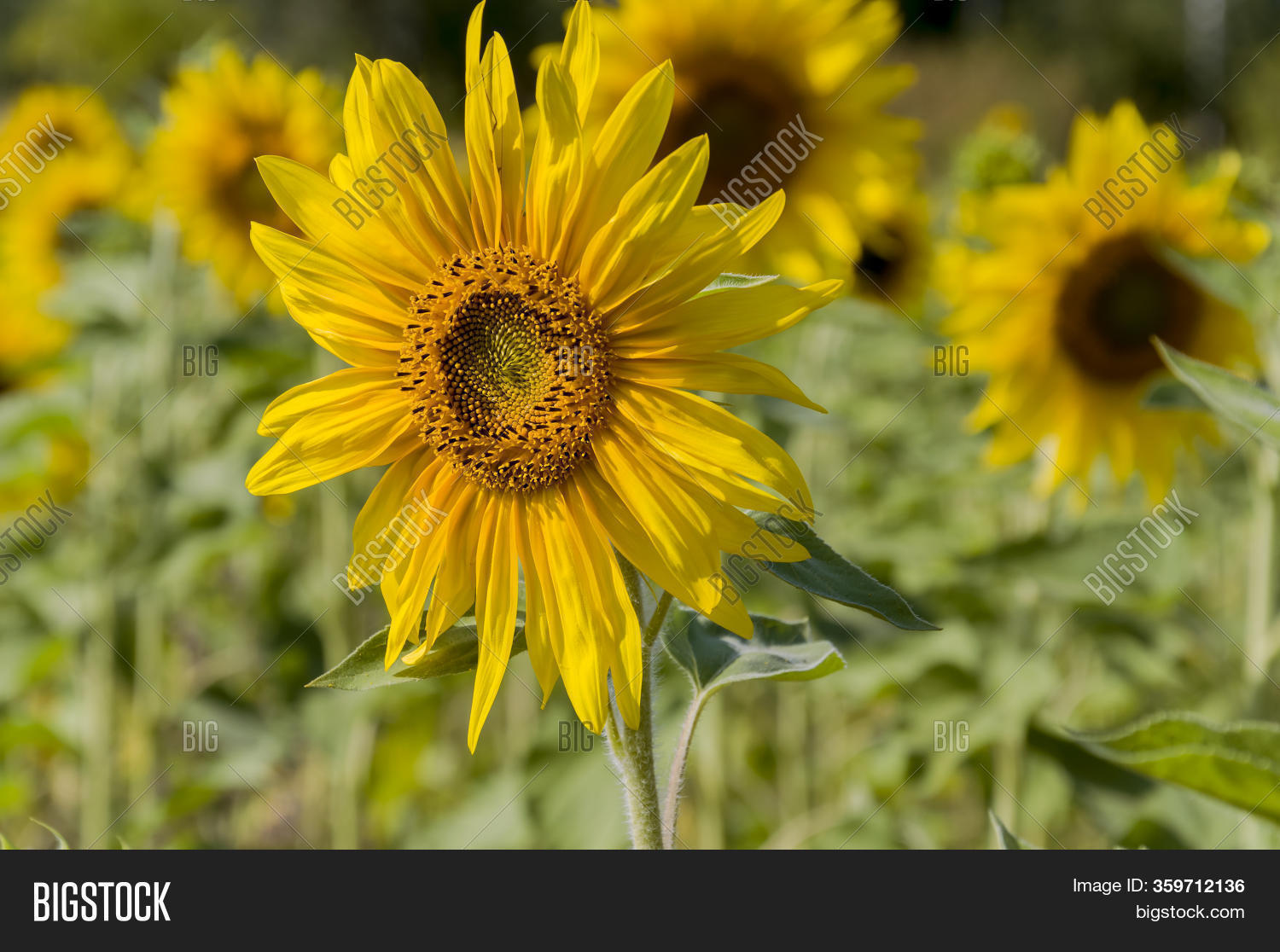 Sunflowers. There Many Image & Photo (Free Trial) | Bigstock