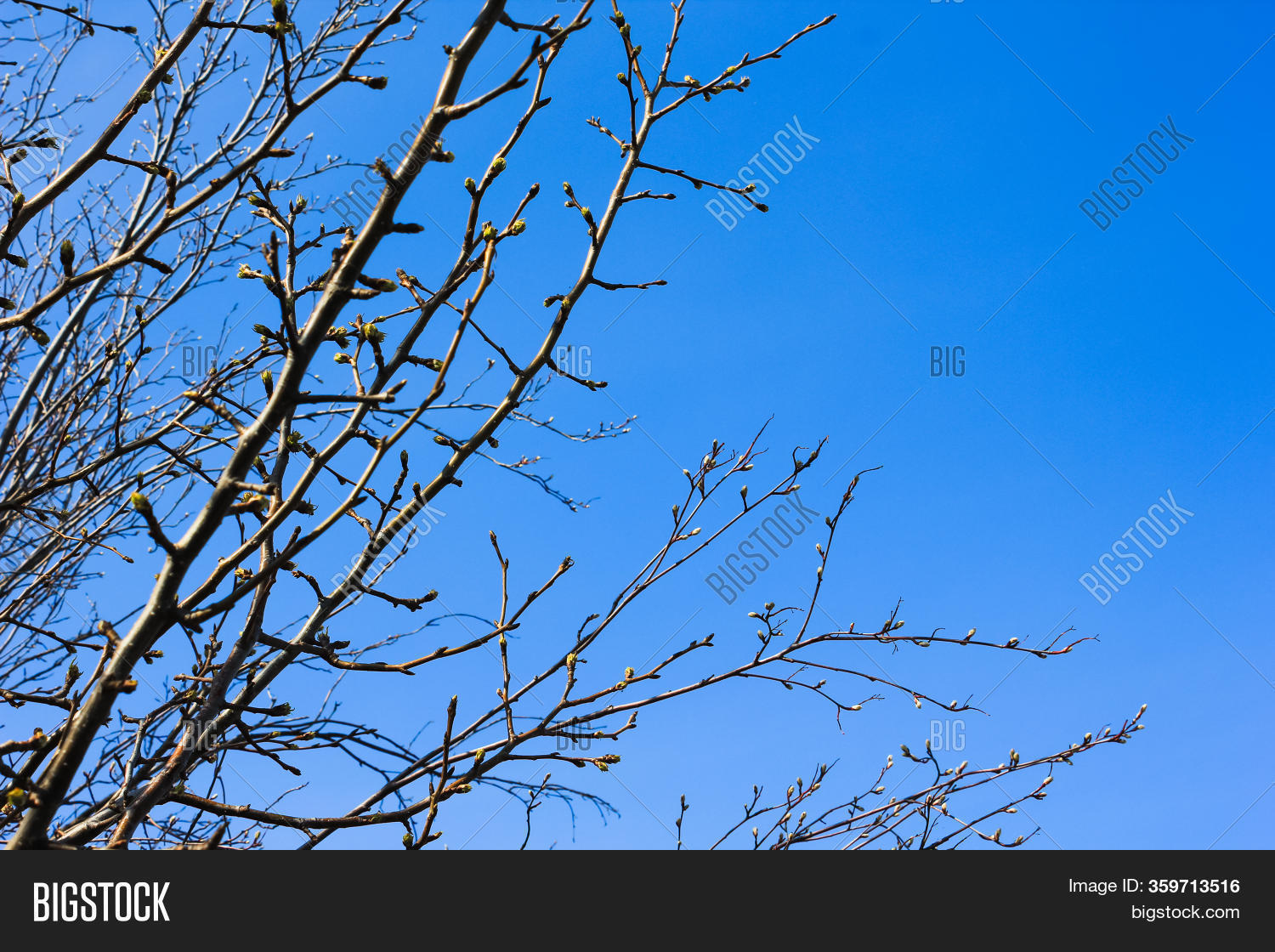Branches Crowns Trees Image & Photo (Free Trial) | Bigstock