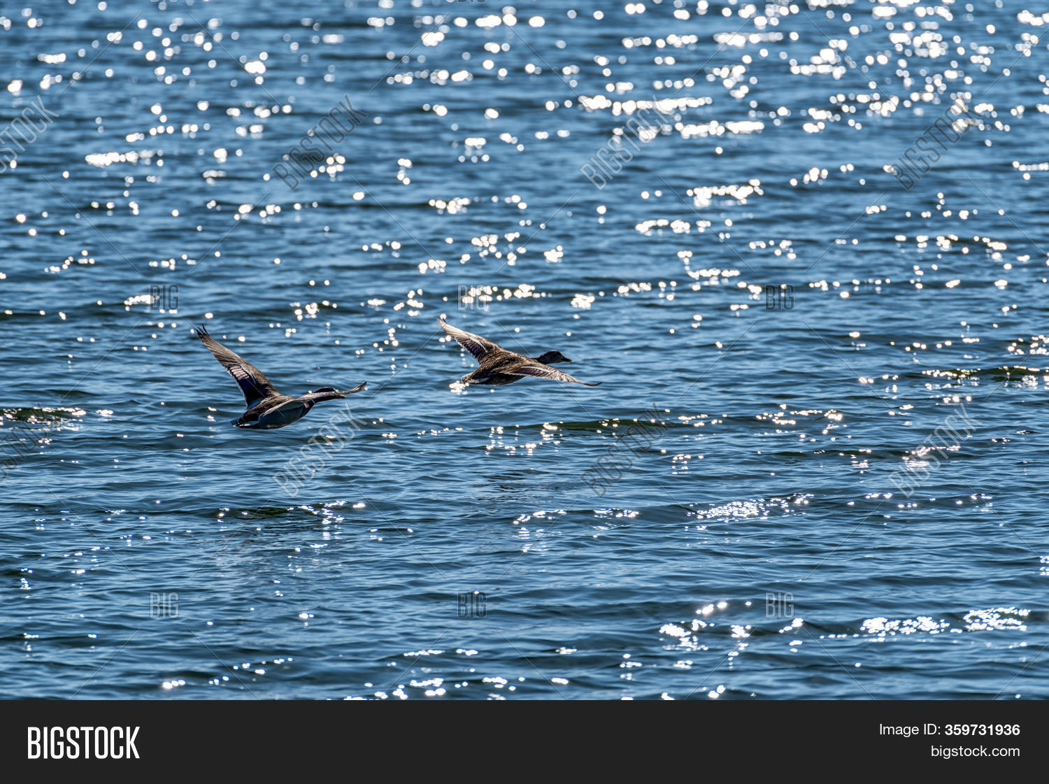 Wild Ducks Flying Over Image & Photo (Free Trial) | Bigstock