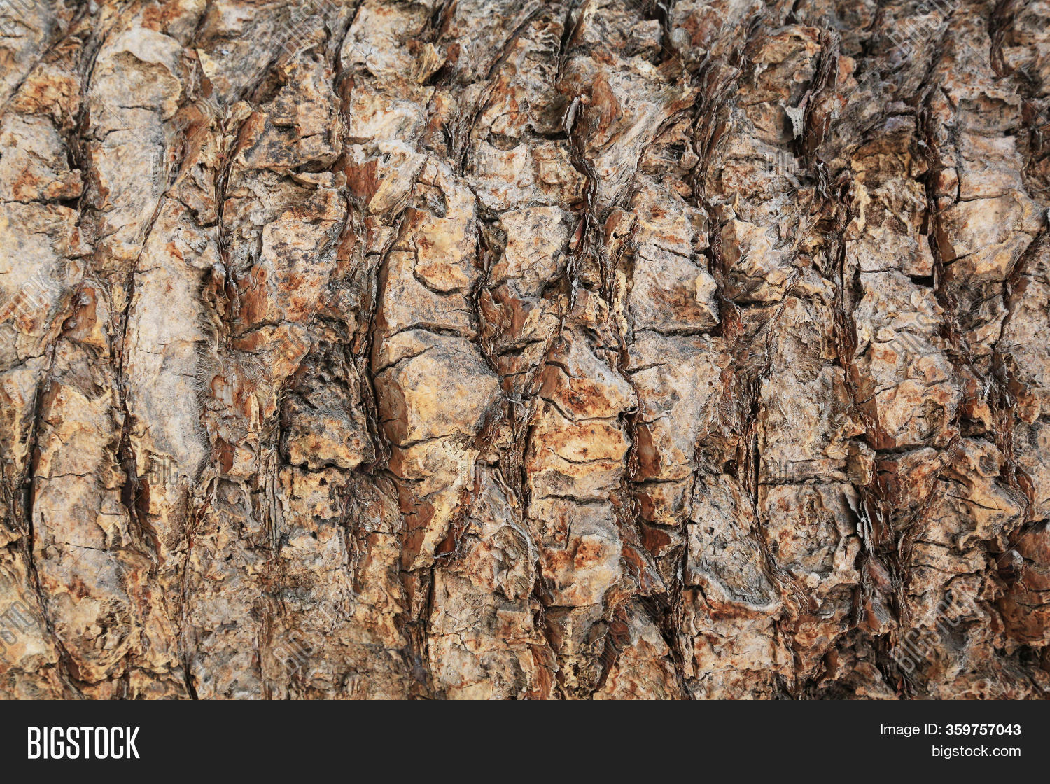 Bark Old Palm Tree Image & Photo (Free Trial) | Bigstock
