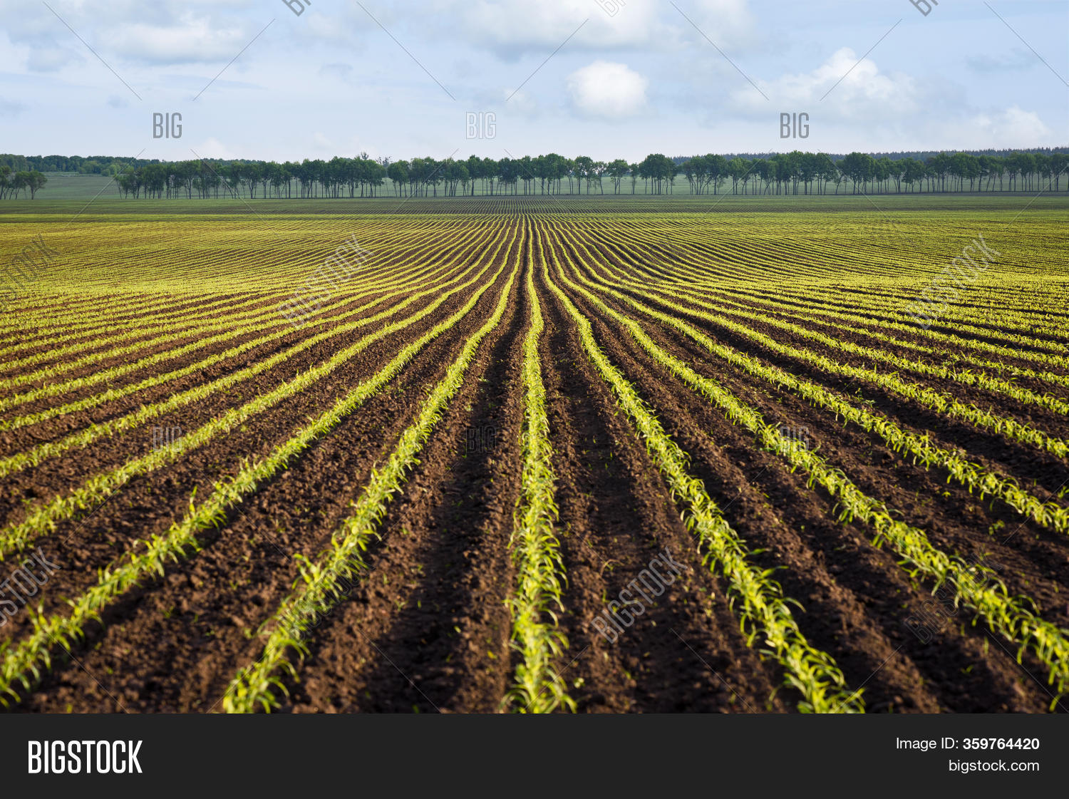 Field Young Corn. Image & Photo (Free Trial) | Bigstock