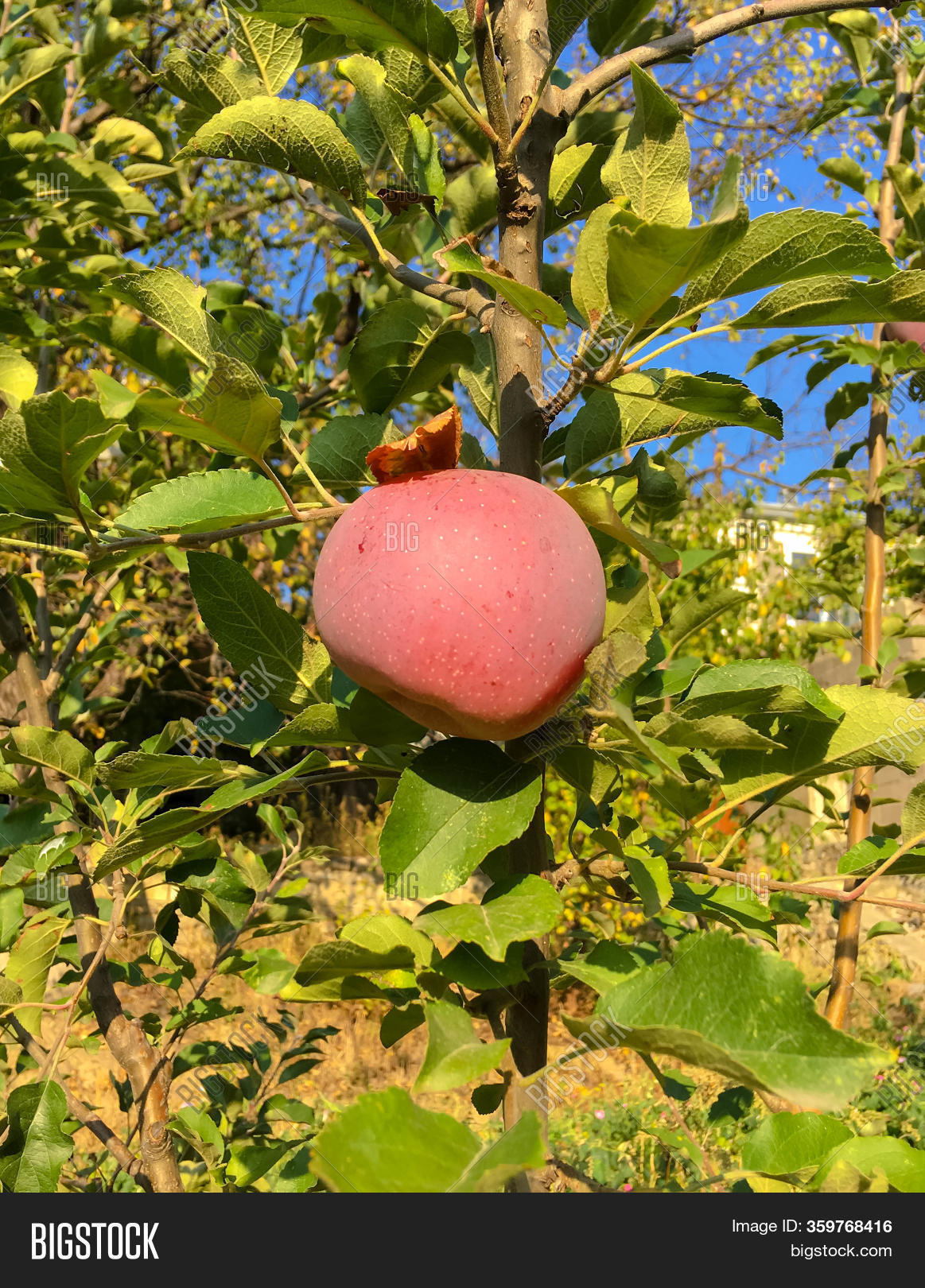 Red Apples On Tree Image & Photo (Free Trial) | Bigstock