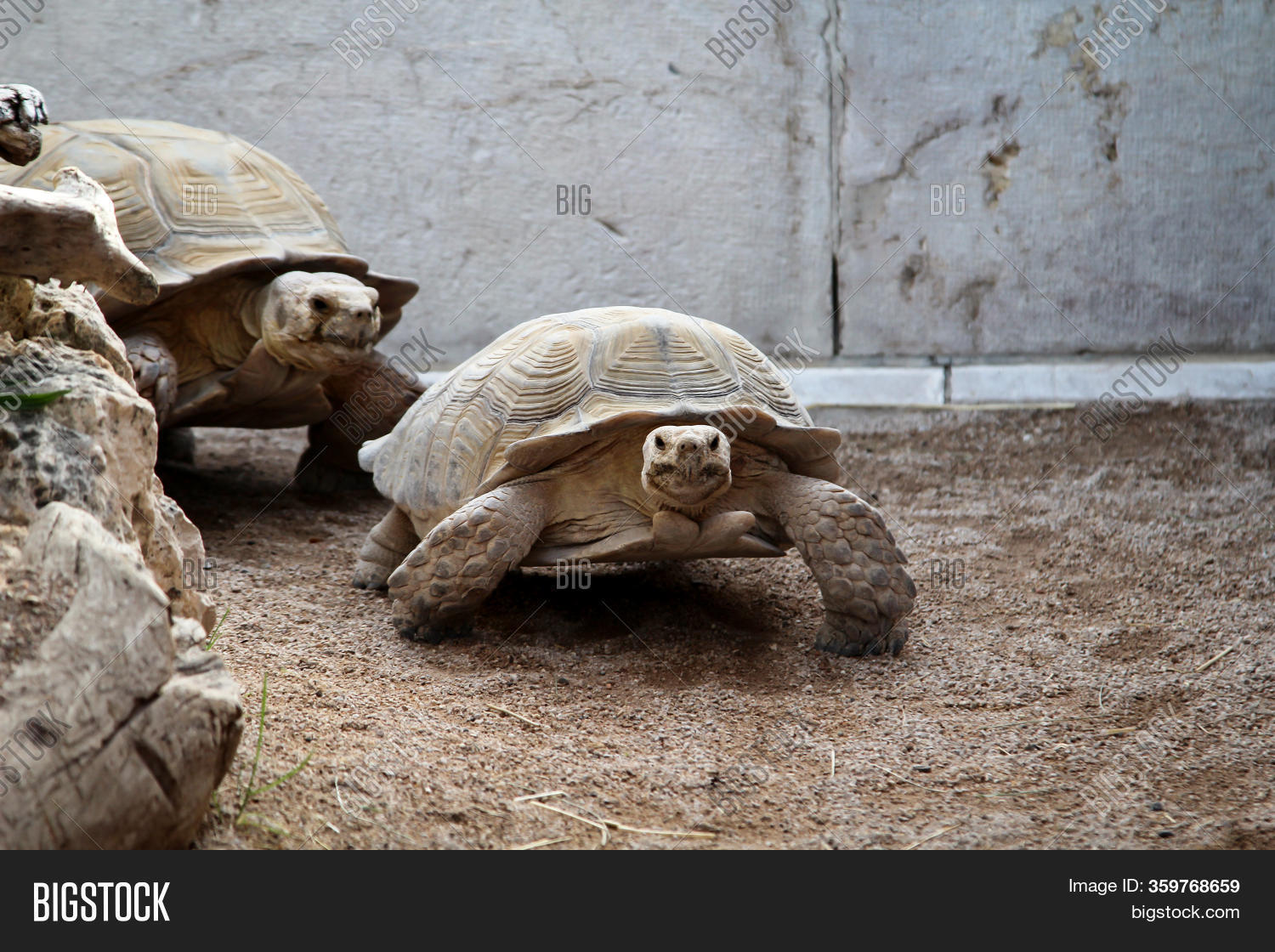 Portrait Old Tortoise Image & Photo (Free Trial) | Bigstock