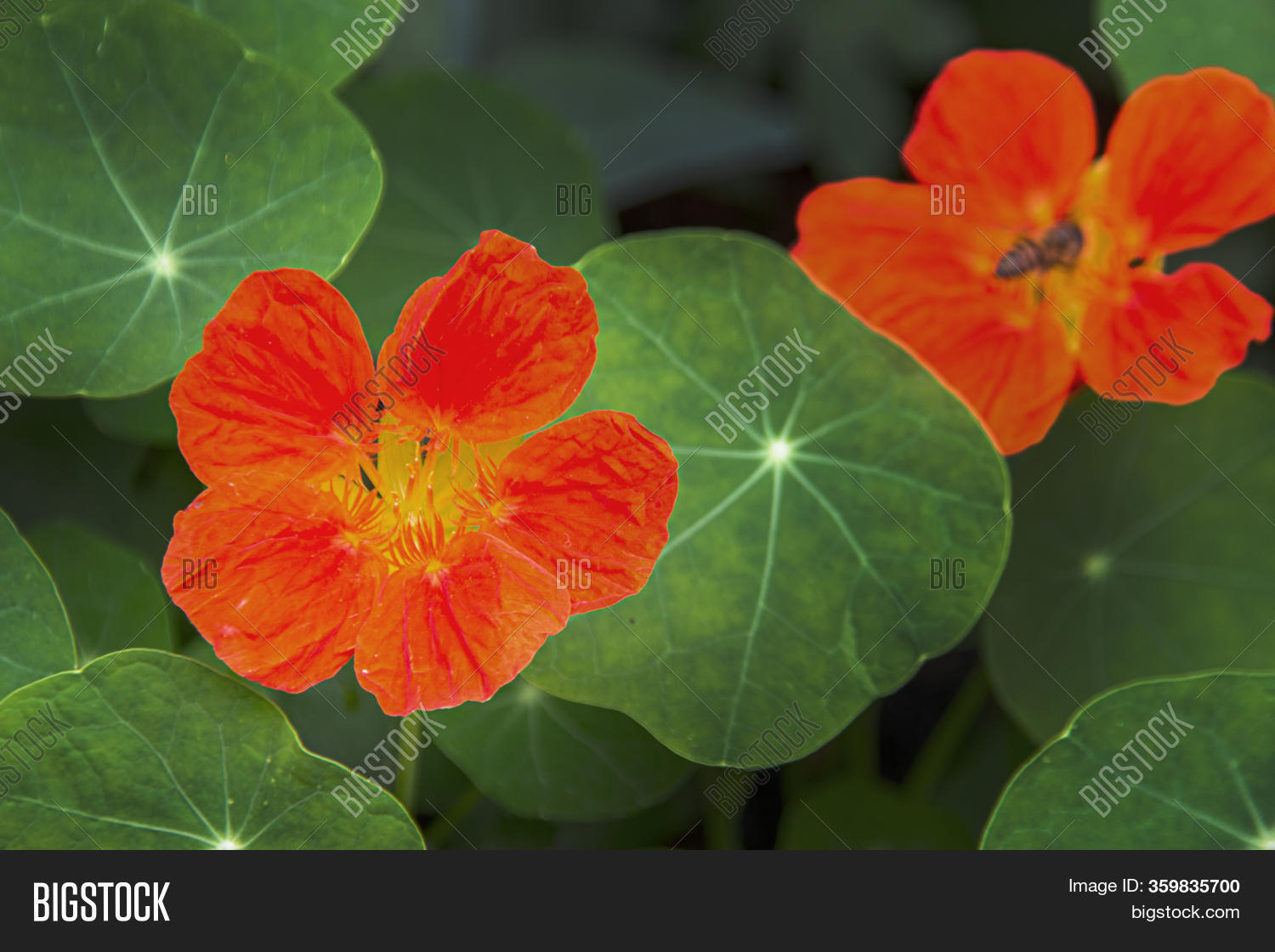Beautiful Red Flower Image & Photo (Free Trial) | Bigstock