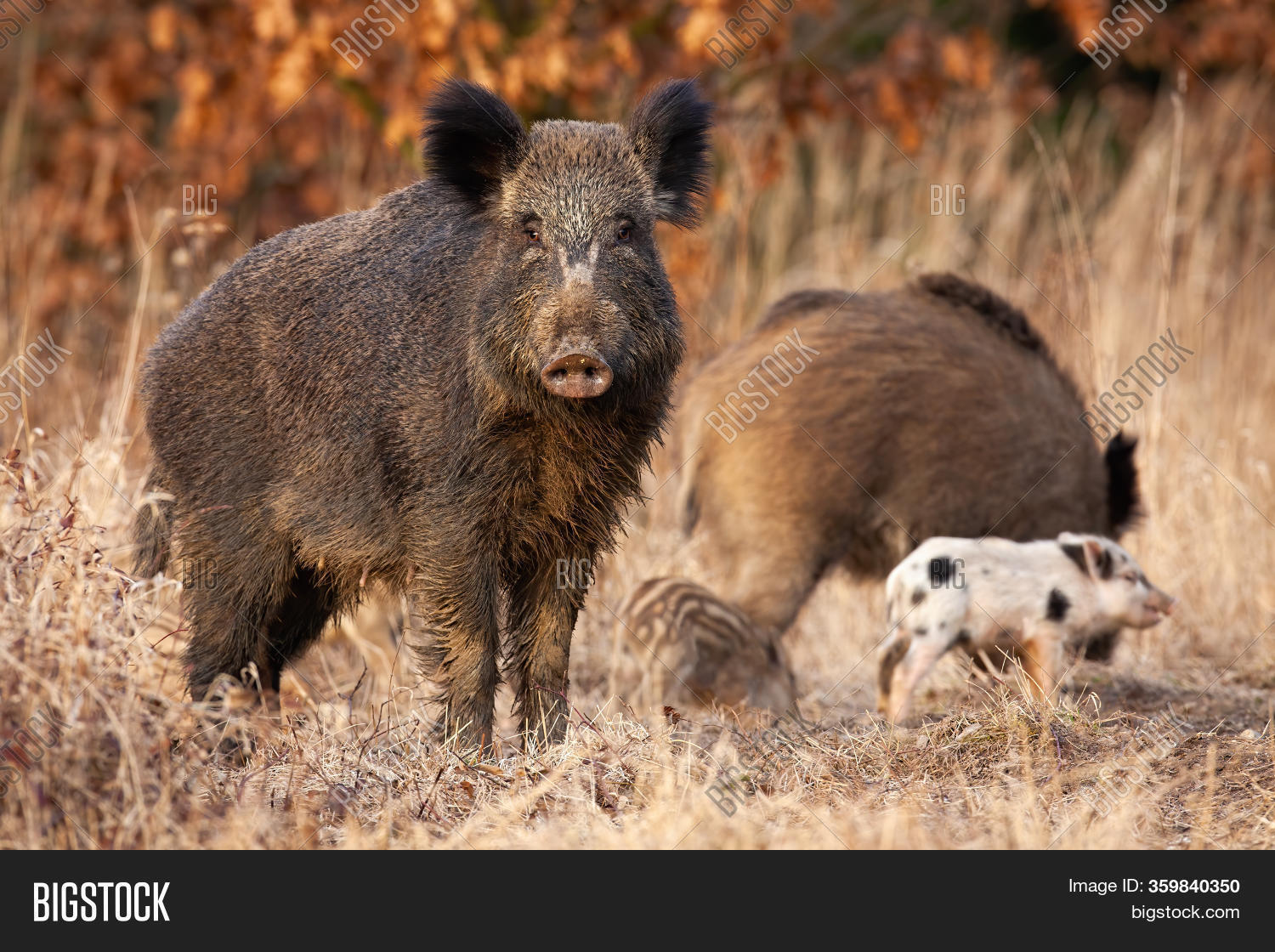 Dangerous Wild Boar Image & Photo (Free Trial) | Bigstock