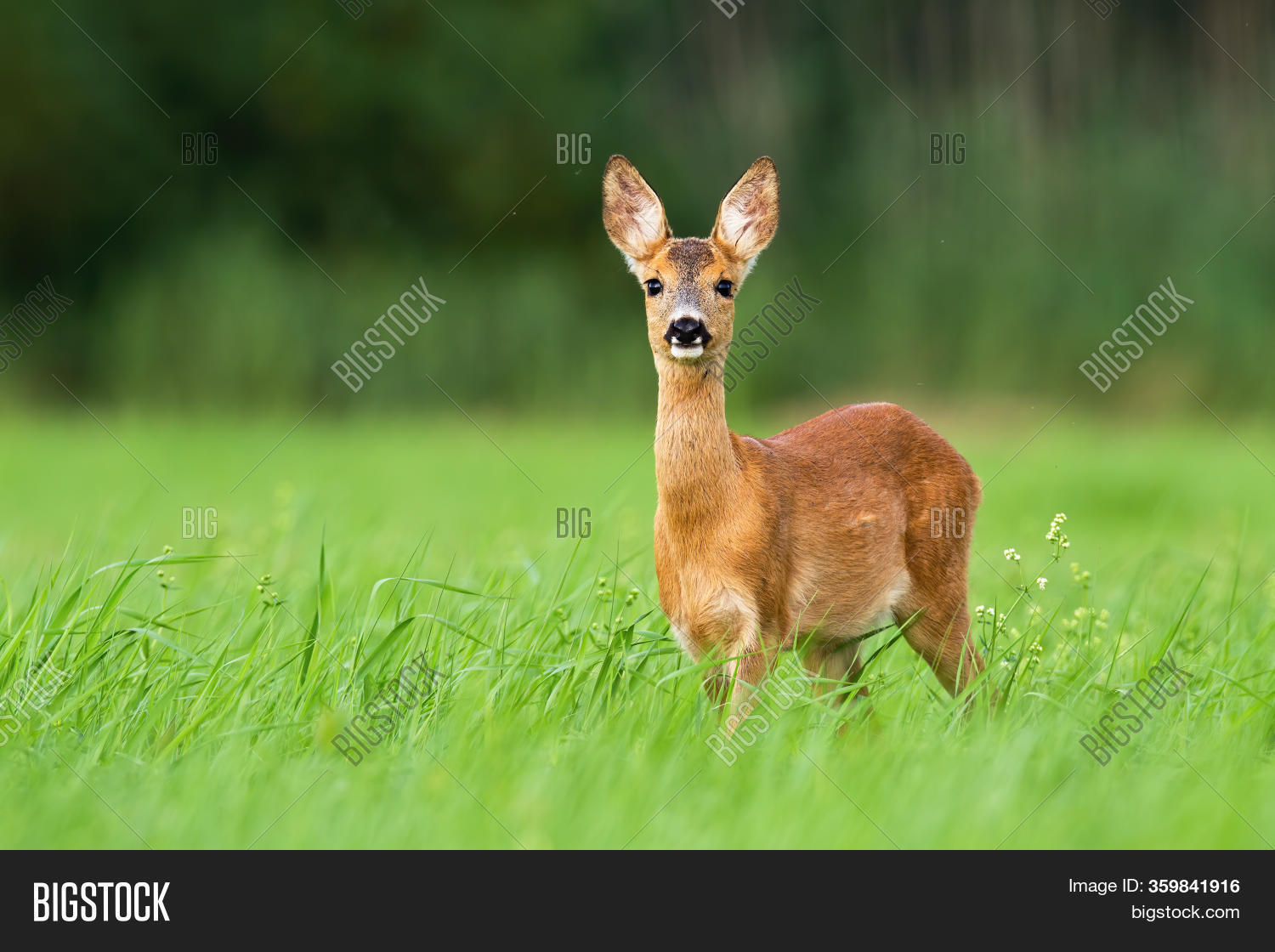 Surprised Roe Deer Image & Photo (Free Trial) | Bigstock