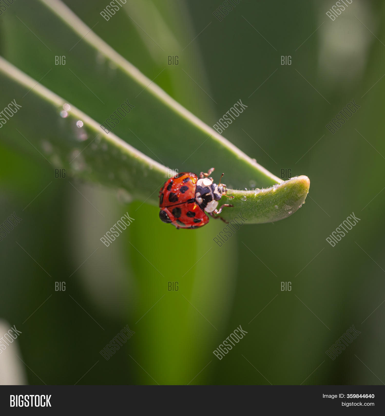Red Ladybug On Green Image & Photo (Free Trial) | Bigstock