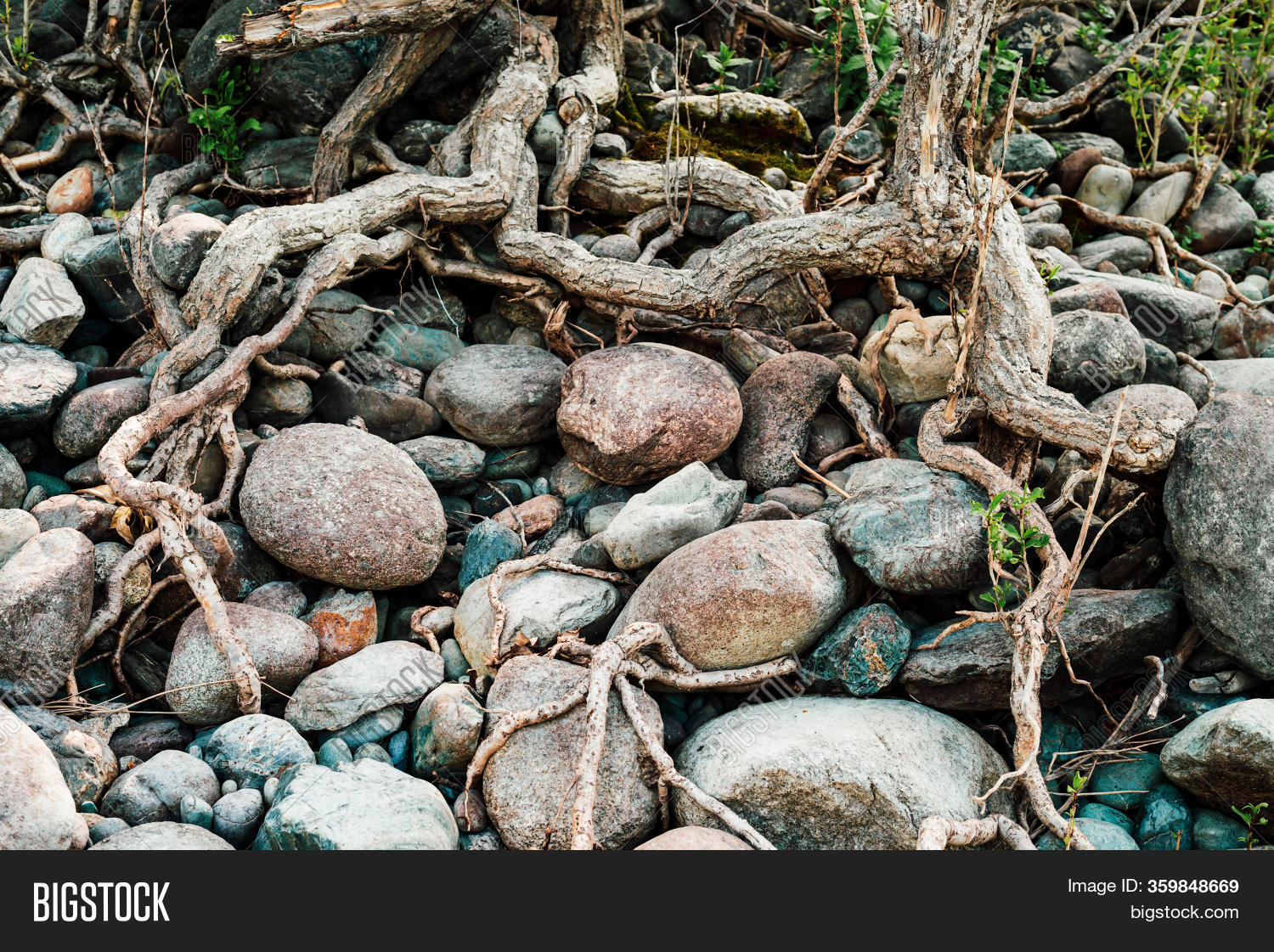 Small Green Sprouts Image & Photo (Free Trial) | Bigstock