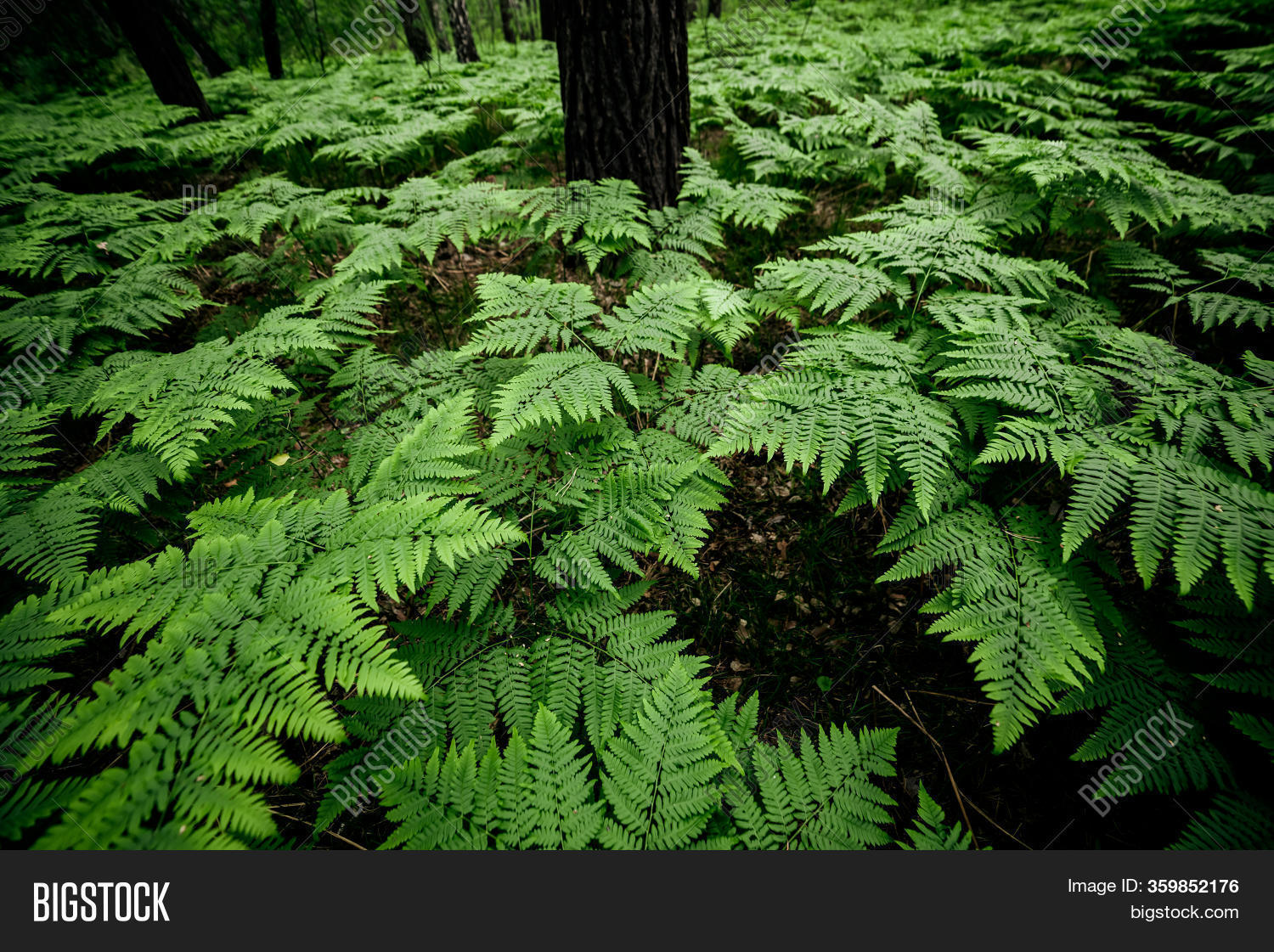 Dense Fern Thickets Image & Photo (Free Trial) | Bigstock