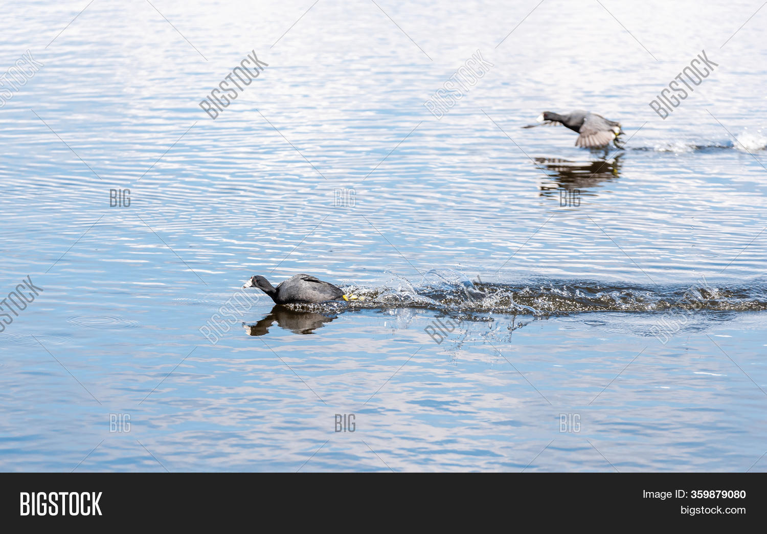 Flock Water Fowl Run Image & Photo (Free Trial) | Bigstock