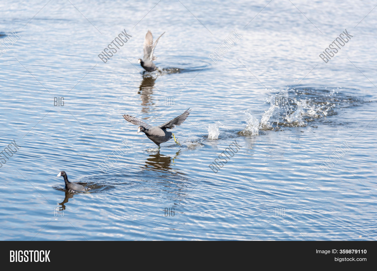 Flock Water Fowl Run Image & Photo (Free Trial) | Bigstock