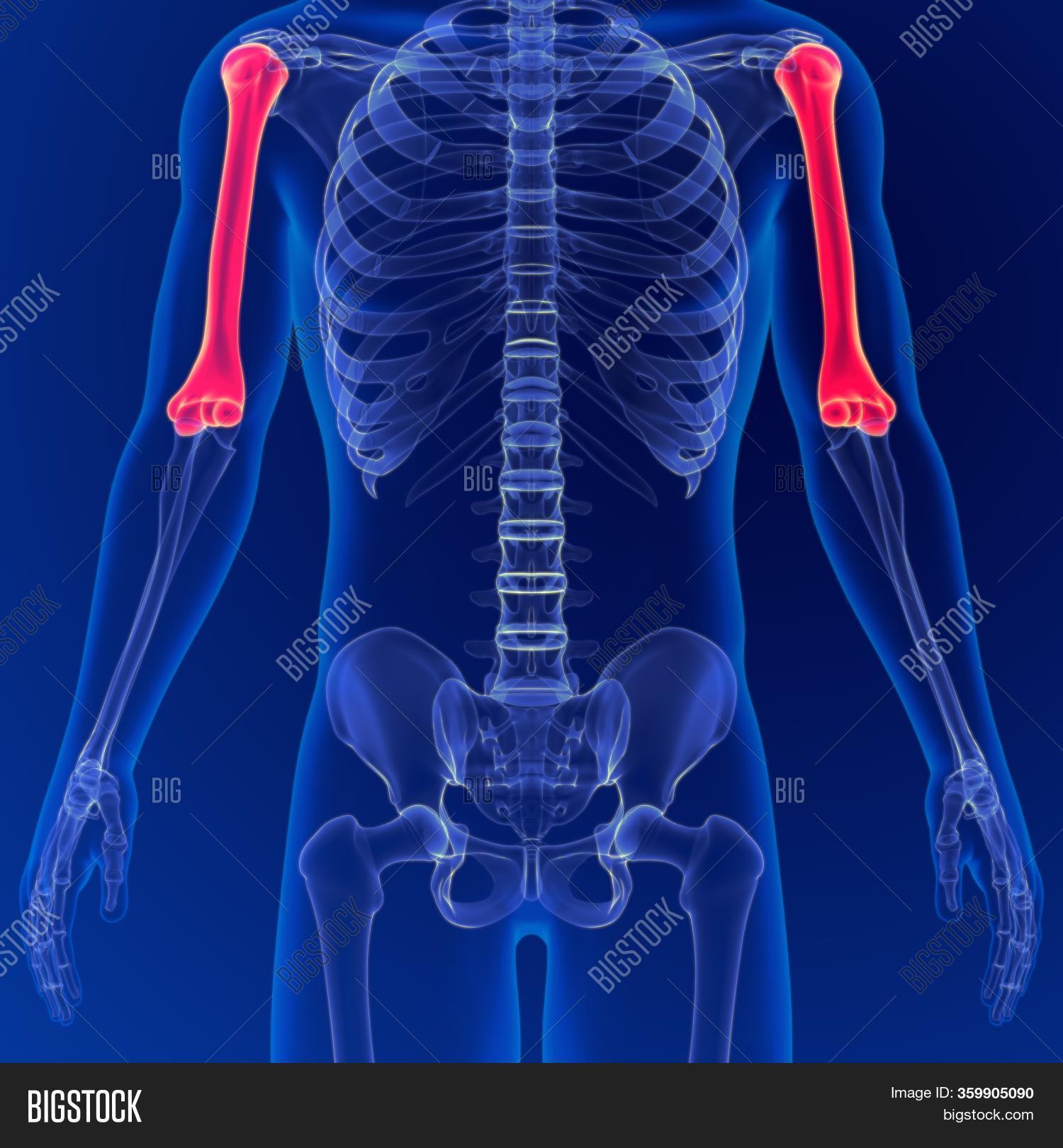 Human Skeleton Anatomy Image & Photo (Free Trial) | Bigstock