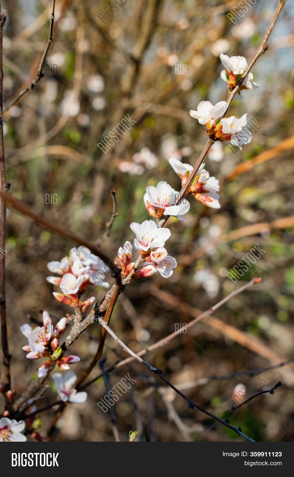 Flowering Chinese Image & Photo (Free Trial) | Bigstock