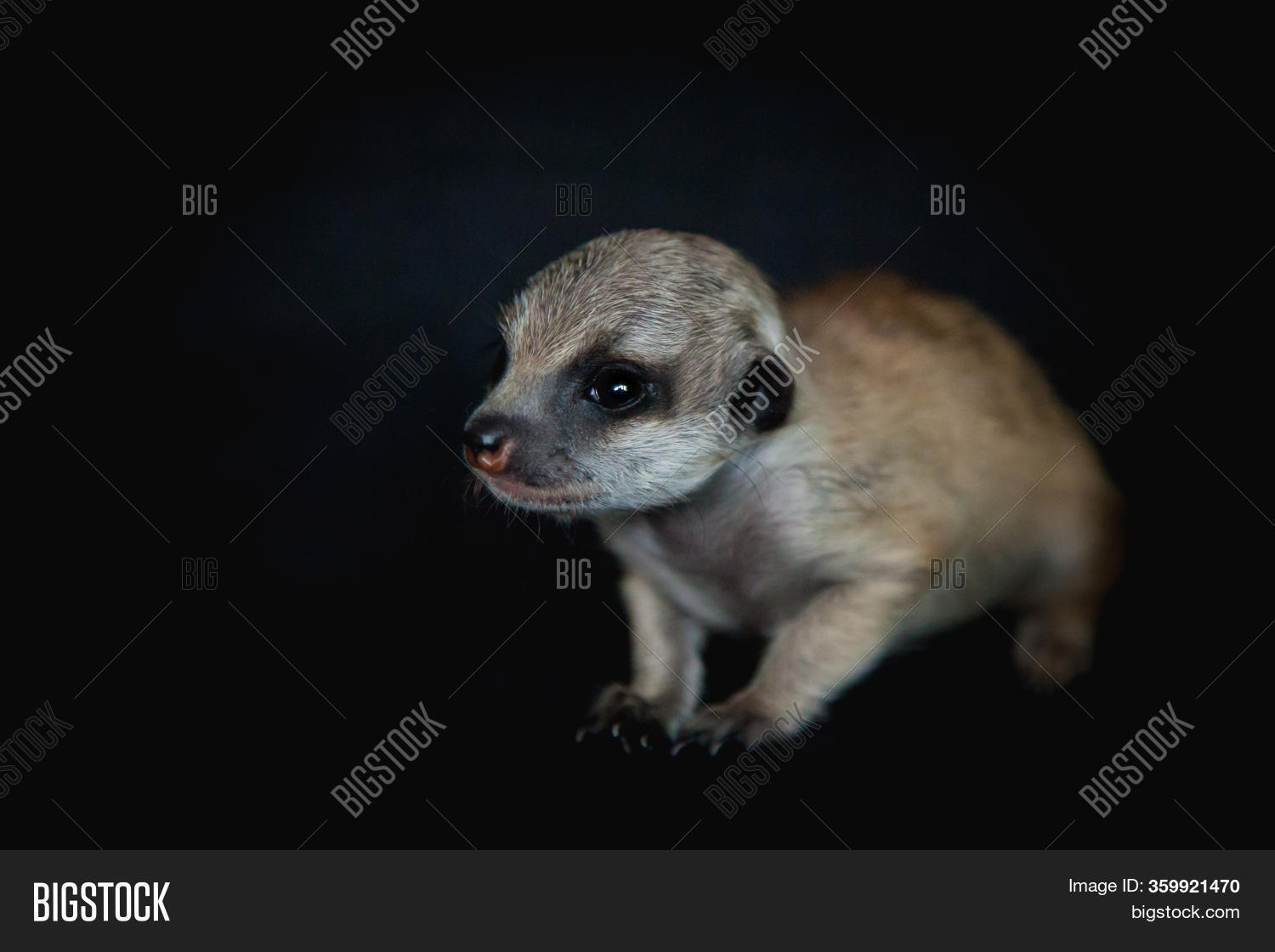 Meerkat Suricate Cub Image & Photo (Free Trial) | Bigstock