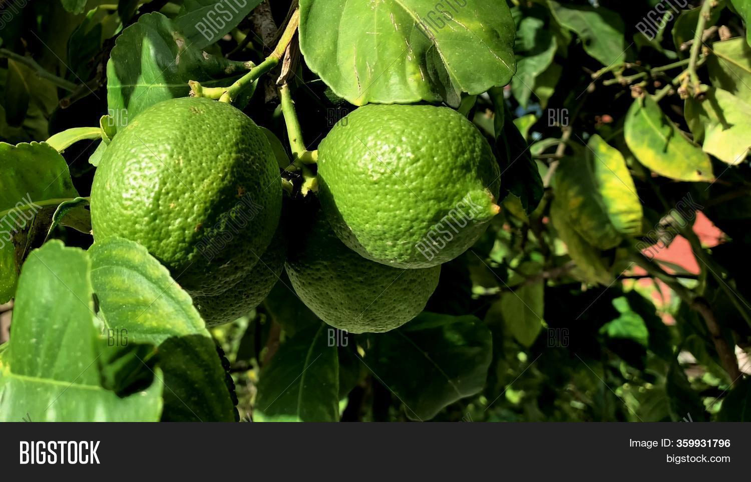 Brunch Tree Fresh Image & Photo (Free Trial) | Bigstock