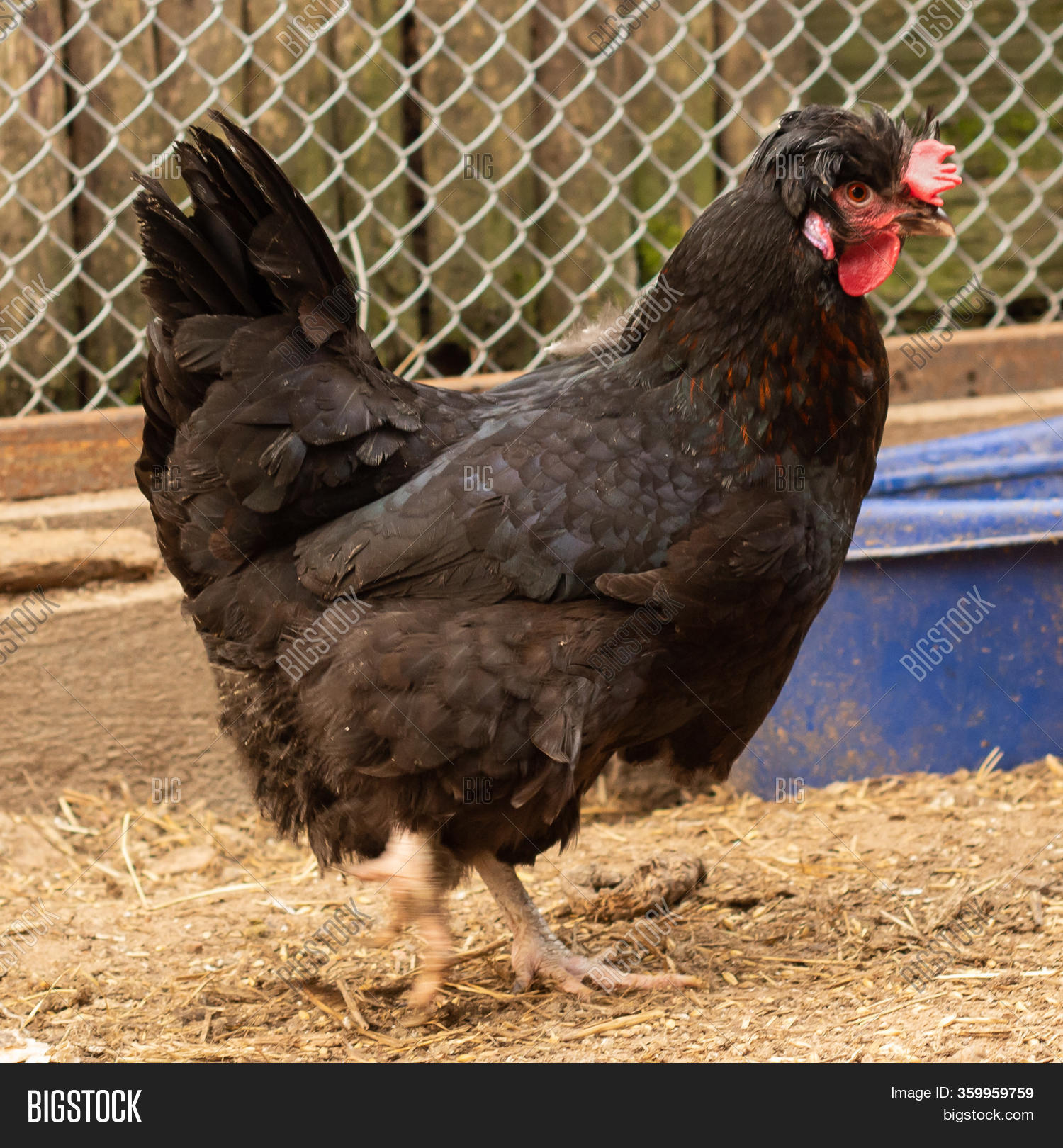 Black Hen On Farm. Image & Photo (Free Trial) | Bigstock