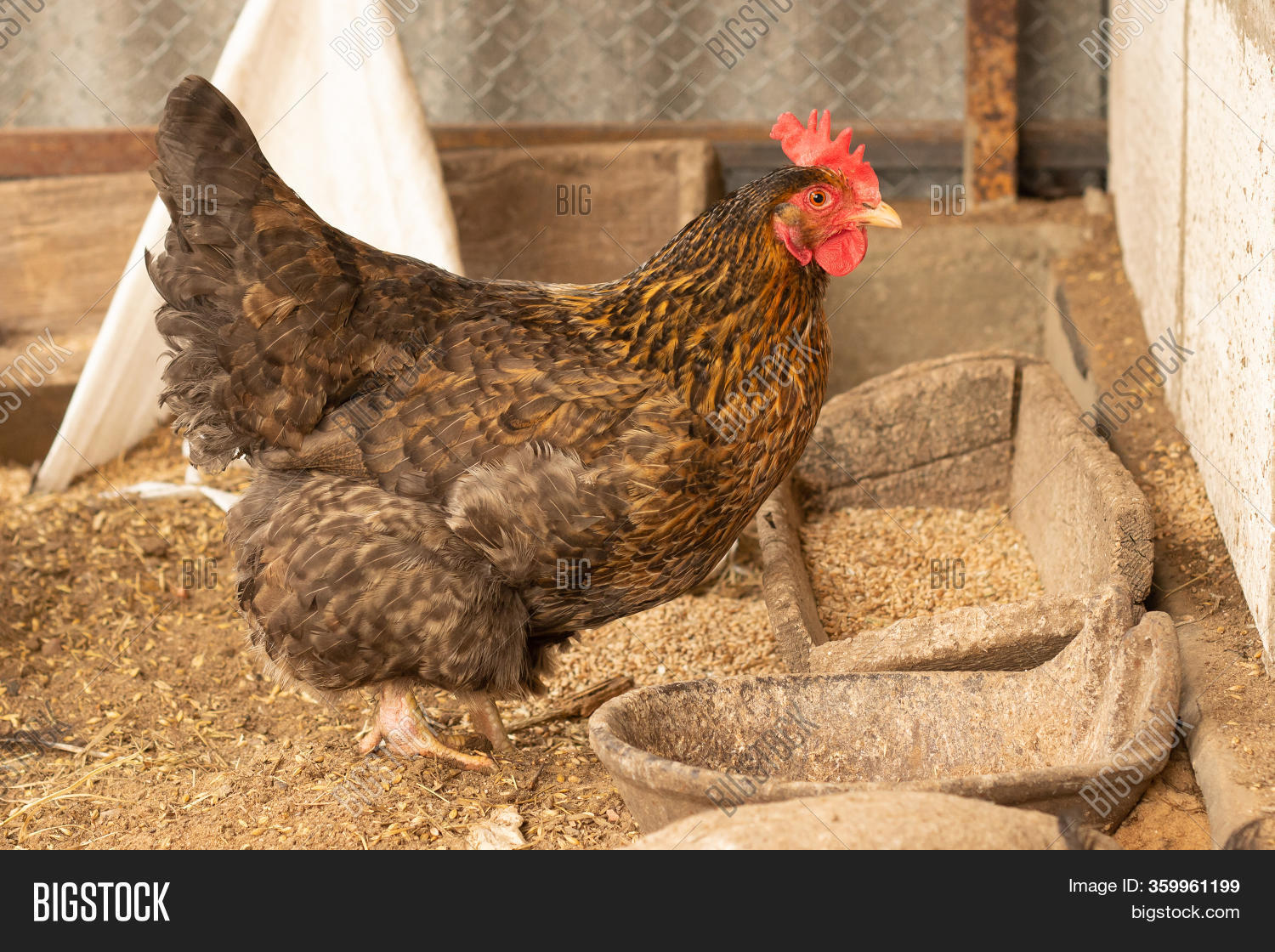 Brown Hen On Farm. Image & Photo (Free Trial) | Bigstock